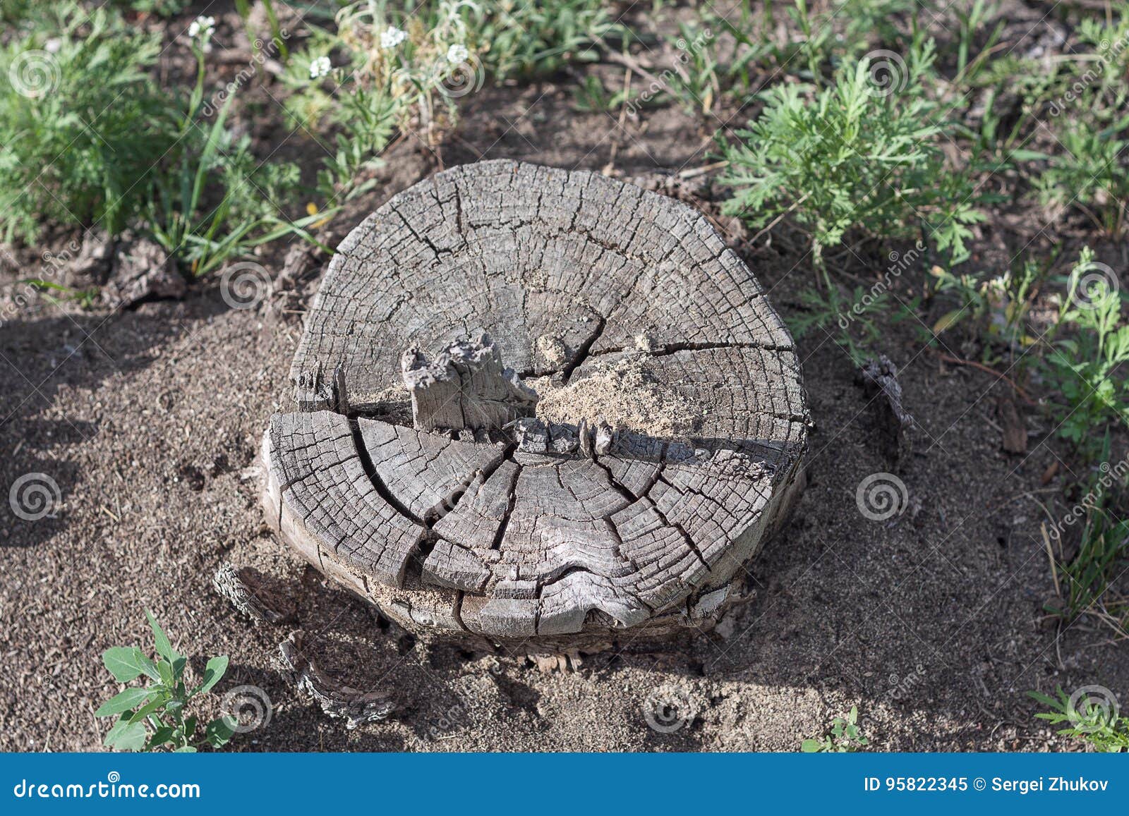 Old Tree Stump on the Ground. Stock Image - Image of texture, abstract ...