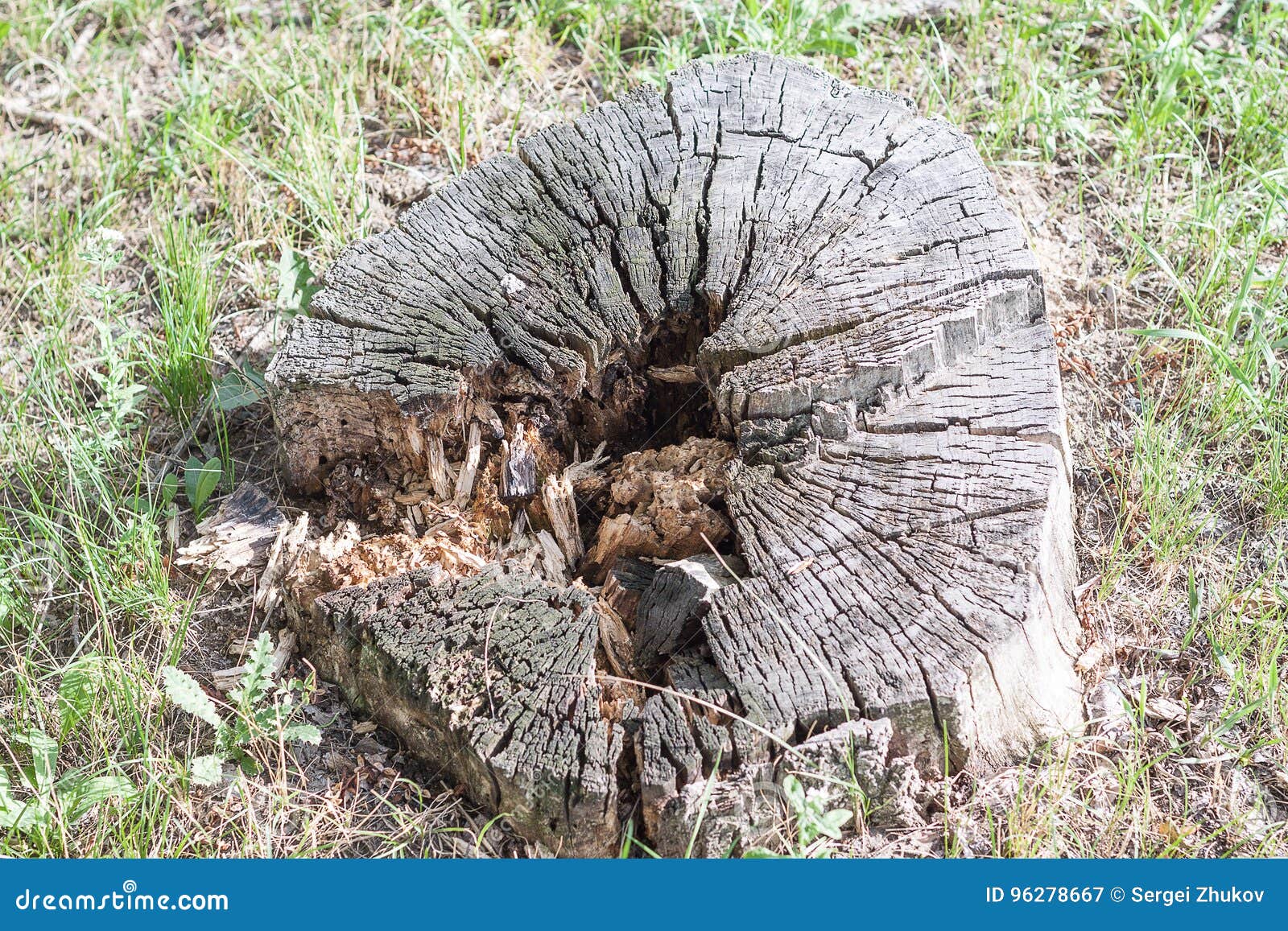 Old Tree Stump on the Ground. Stock Image - Image of nature, wood: 96278667