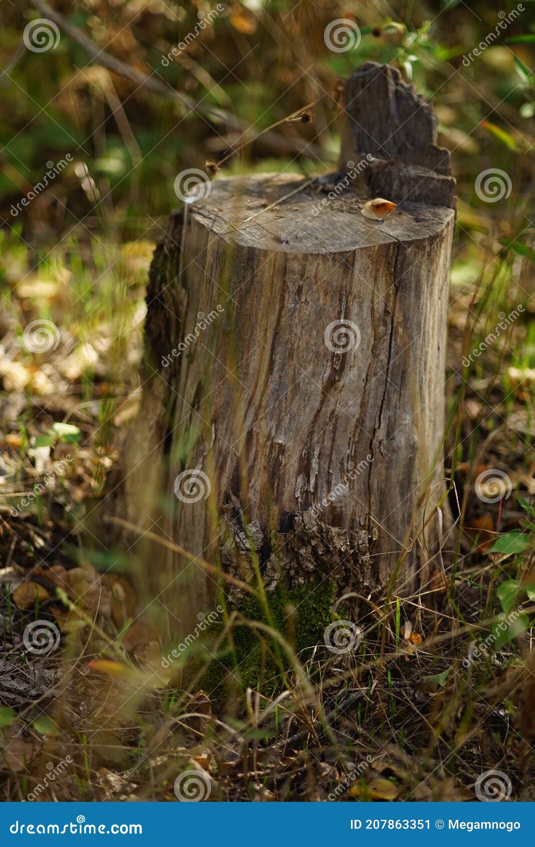 Old Tree Stump Grow among Grass in Autumn Forest Stock Image - Image of ...