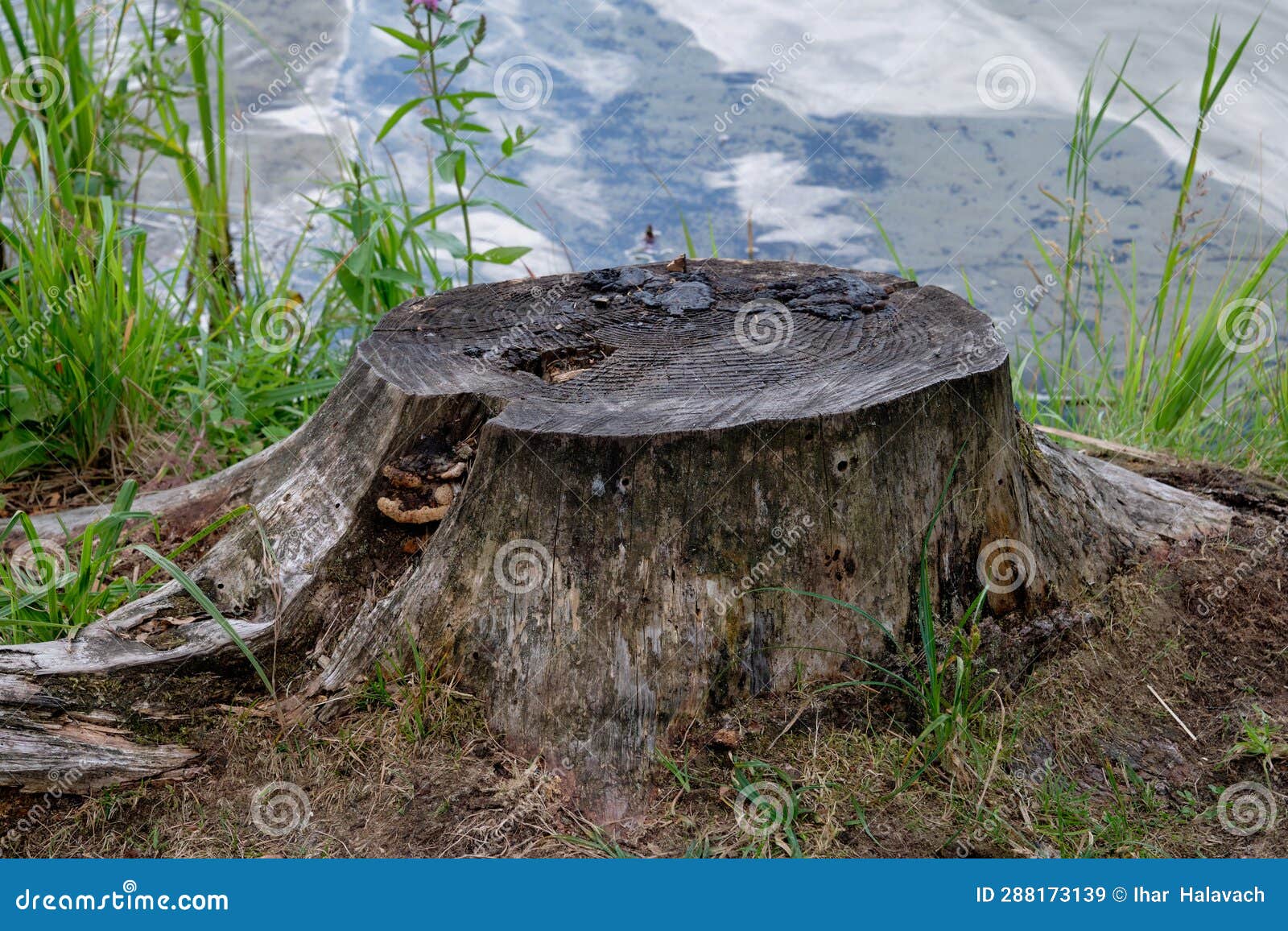 An Old Tree Stump Hides Unnoticed in the Grass Stock Image - Image of ...