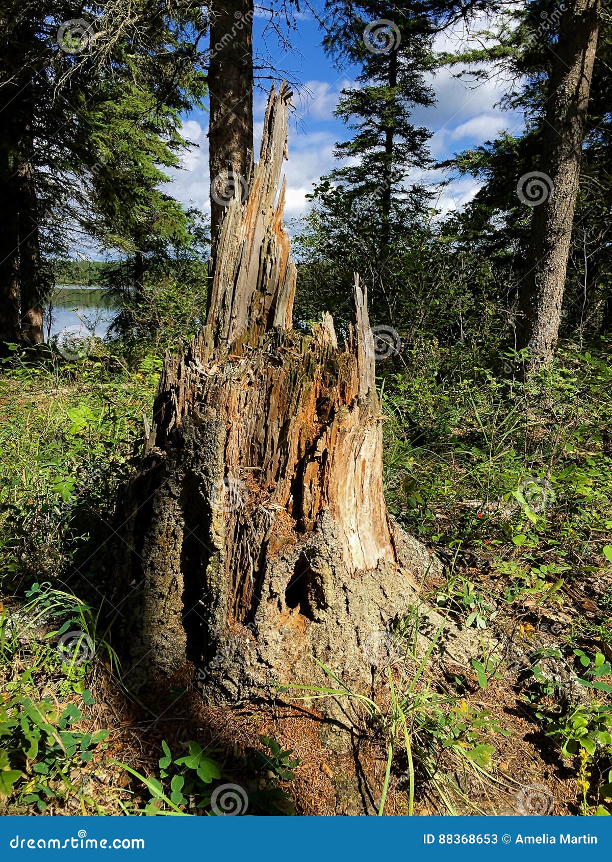 Old Tree Stump by a Lake on a Sunny Day Stock Image - Image of hide ...