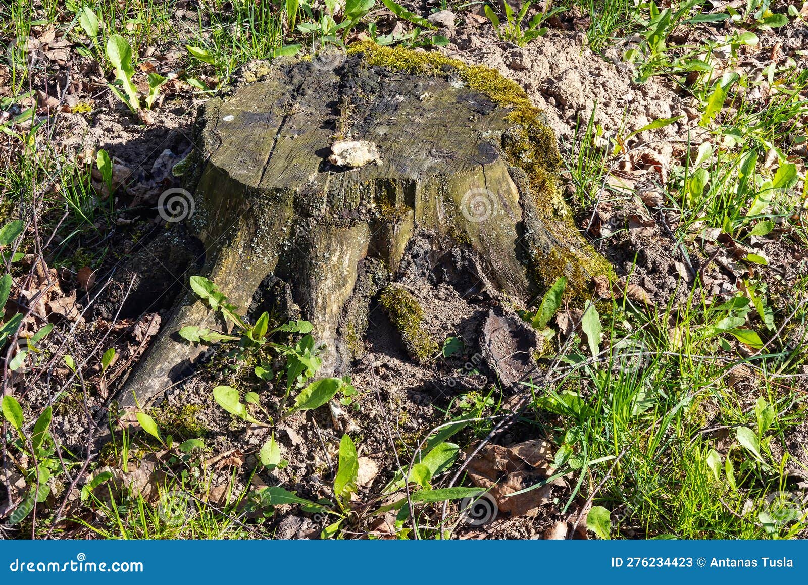 An Old Tree Stump in a Meadow on a Sunny Day in Spring Stock Image ...