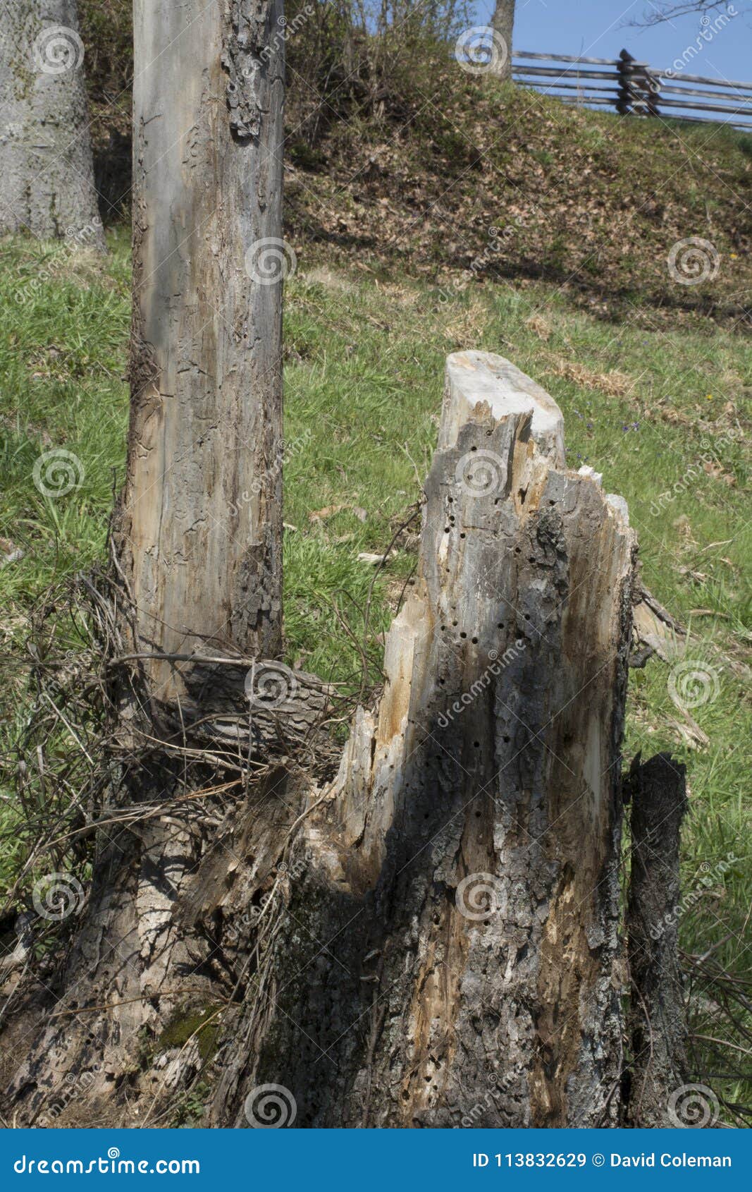 Broken tree stump stock image. Image of detail, base - 113832629