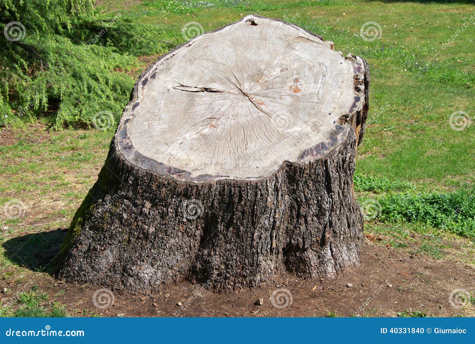 Old tree stump stock photo. Image of detail, grey, solid - 40331840