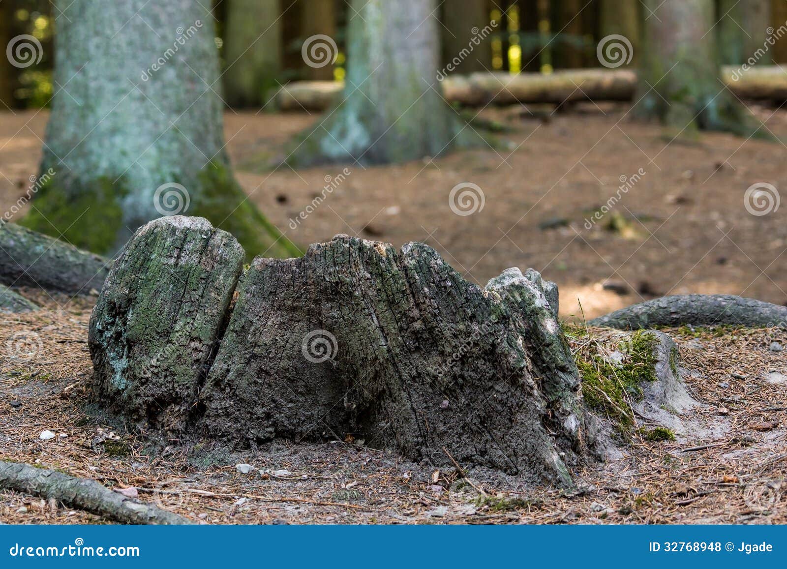 Old tree stump stock photo. Image of decay, moss, dirt - 32768948