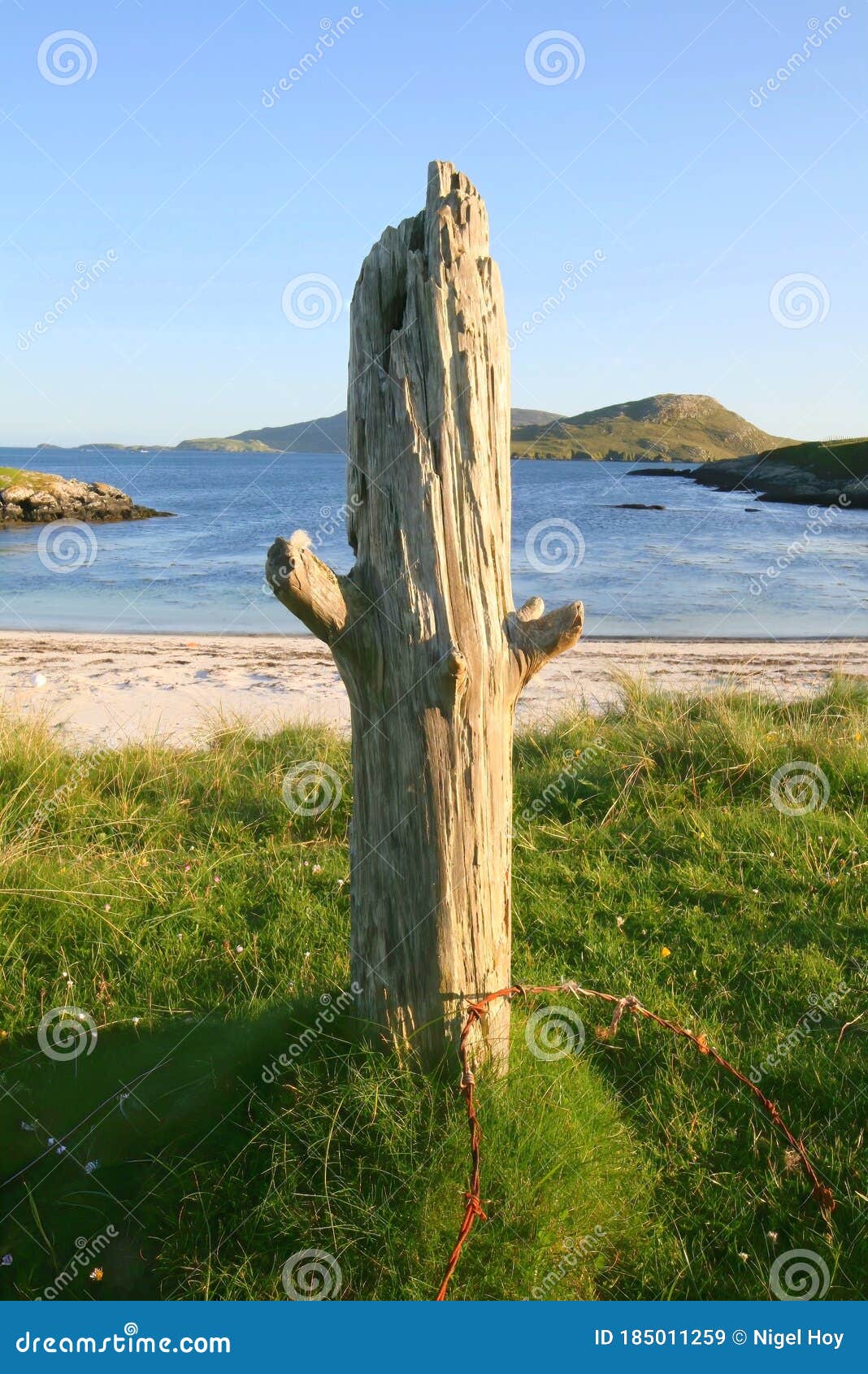 Old Tree Trunk and Rusty Barbed Wire Stock Image - Image of island ...