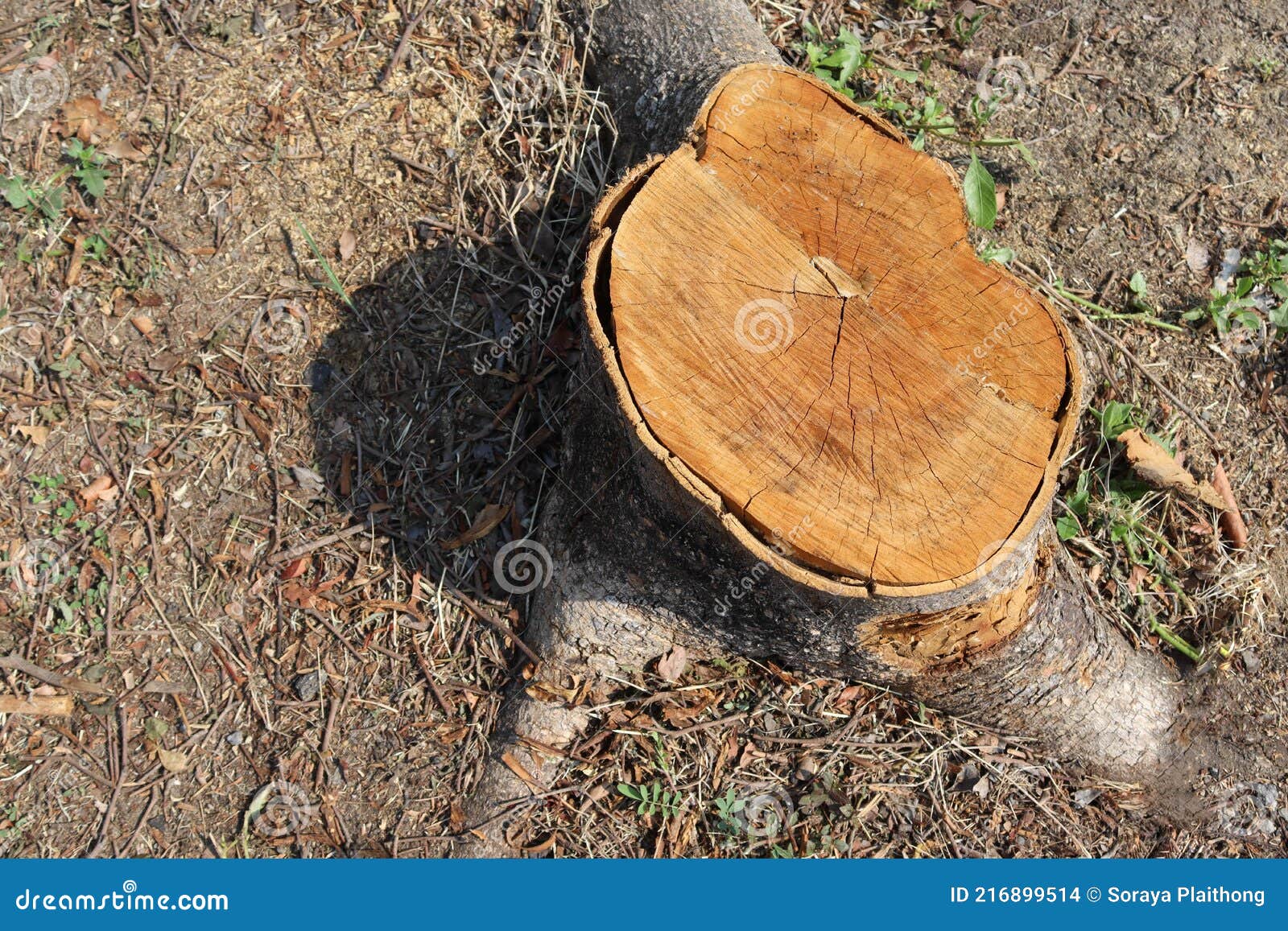 Old Tree Stump and Sapwood a Pattern from Nature in the Forest Closeup ...