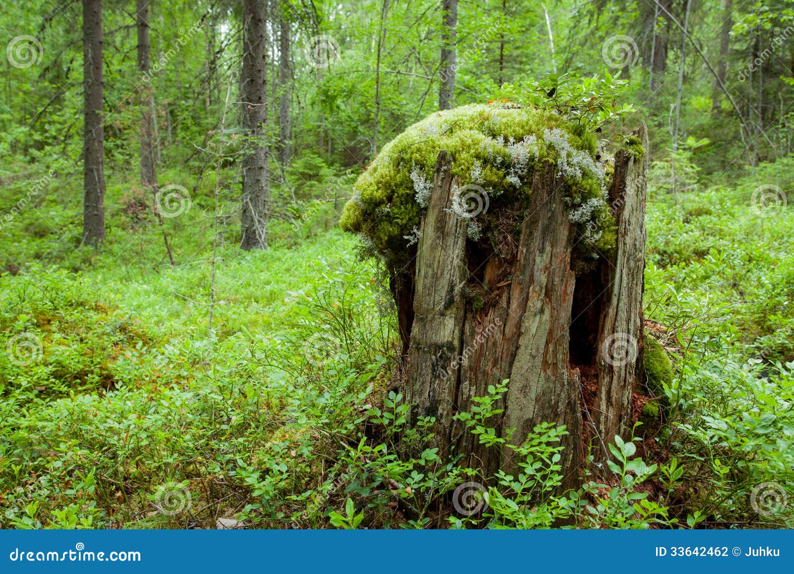 Old tree stump stock photo. Image of leaves, landscape - 33642462
