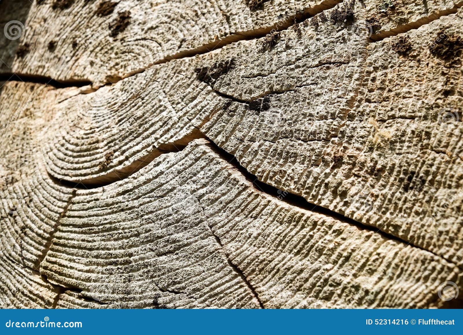 Old Tree Stump Showing Rings of Age Lines Stock Photo - Image of ...