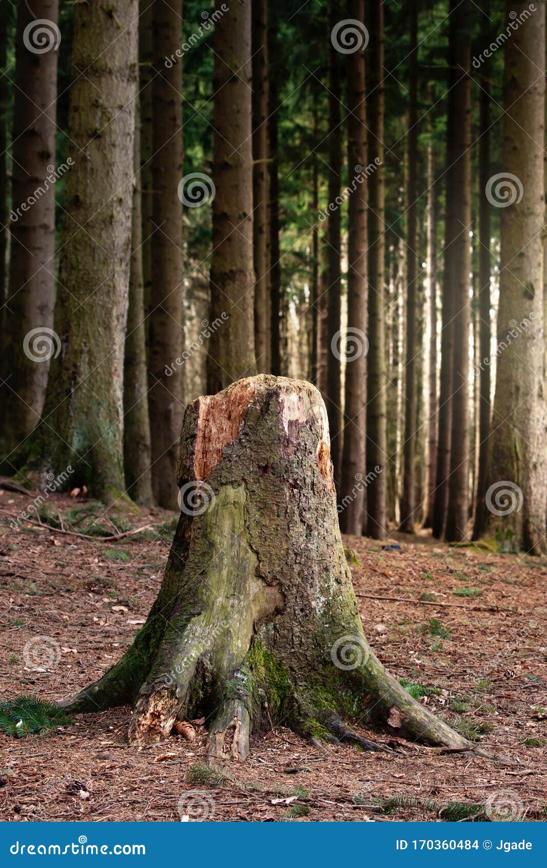 Old tree stump stock photo. Image of weathered, nature - 170360484