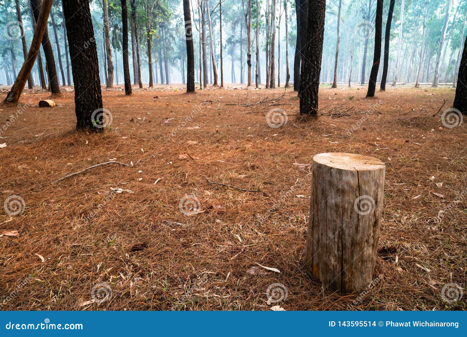 An Old Tree Stump Standing Alone in the Middle Pine Tree Forest. Stock ...