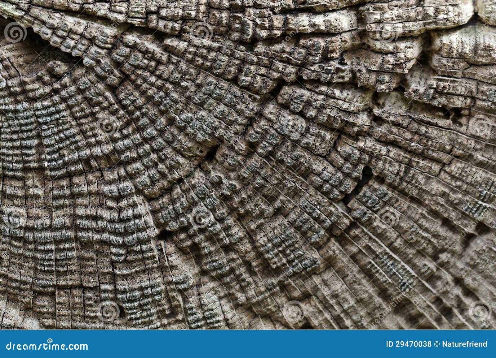 Old Tree Stump with Structures Stock Photo - Image of detail, tree ...