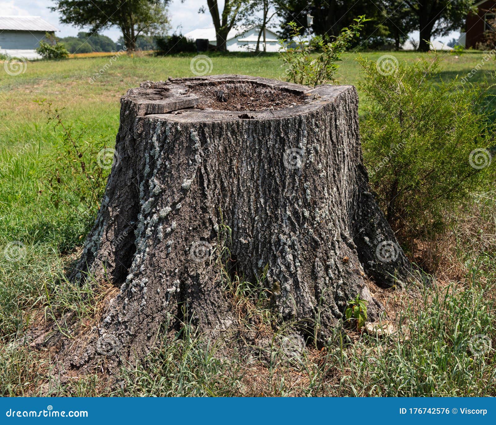 Old Tree Stump stock photo. Image of home, environment - 176742576