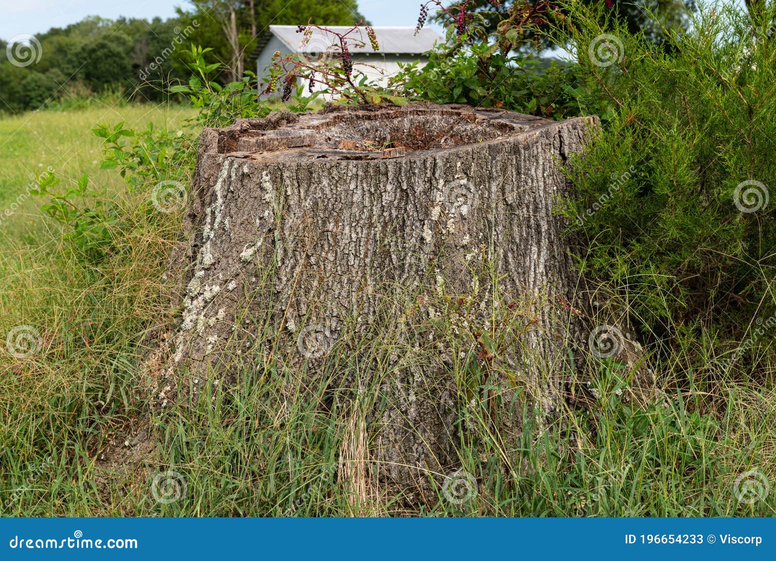 Old Tree Stump stock image. Image of beauty, natural - 196654233