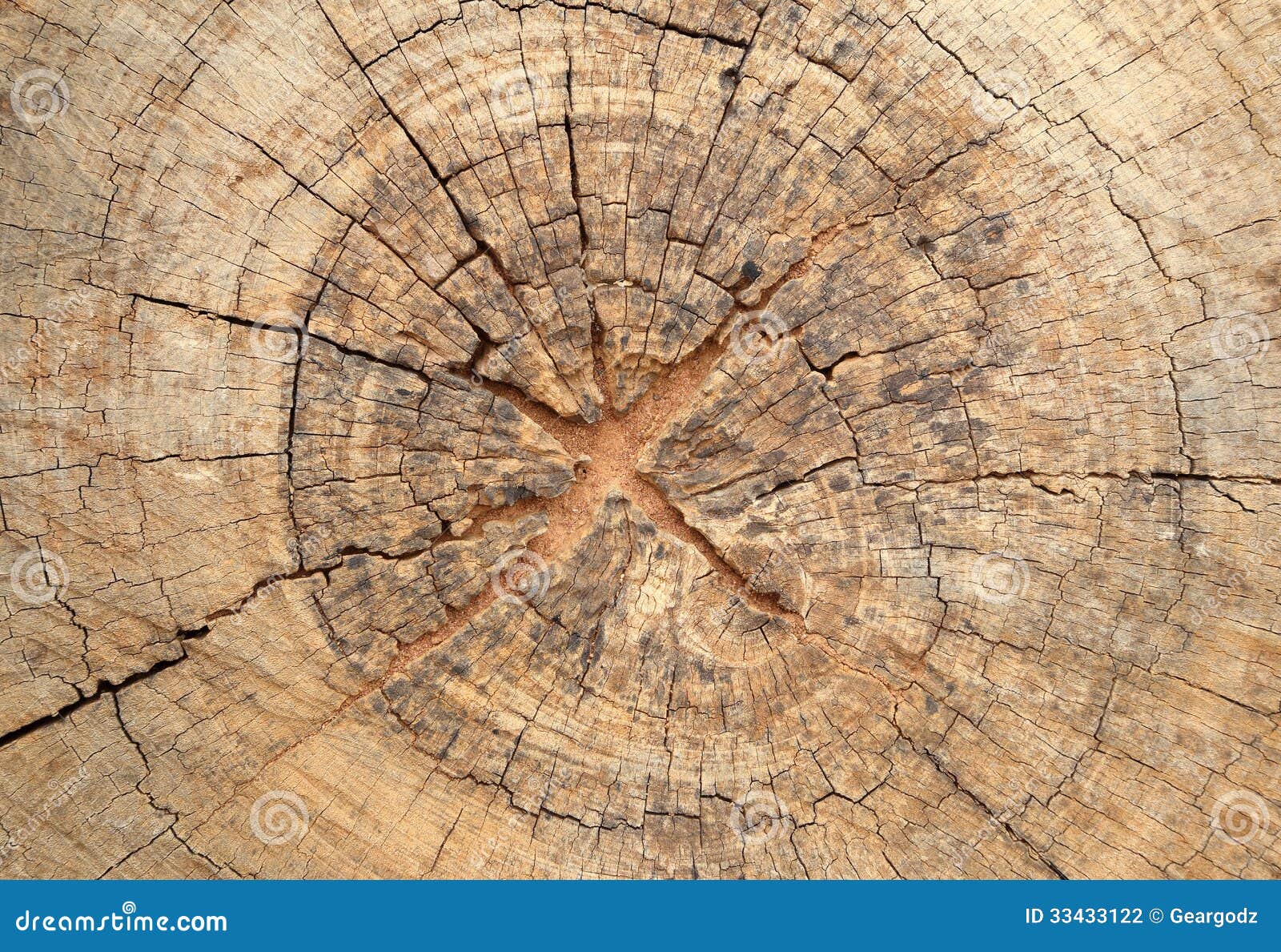 Old tree stump texture stock photo. Image of nature, circle - 33433122