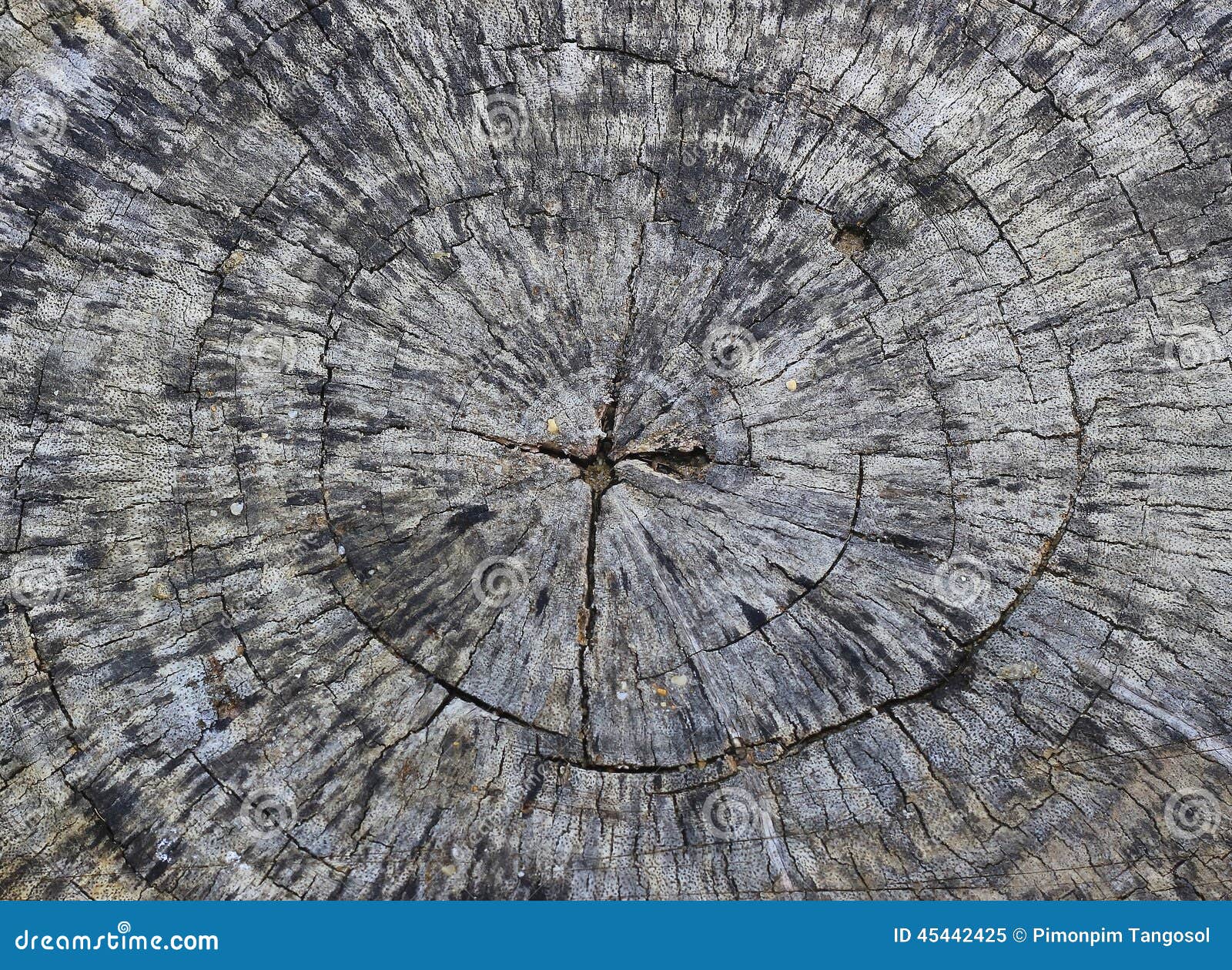 Old Tree Stump Texture Background Stock Image - Image of aged, lumber ...