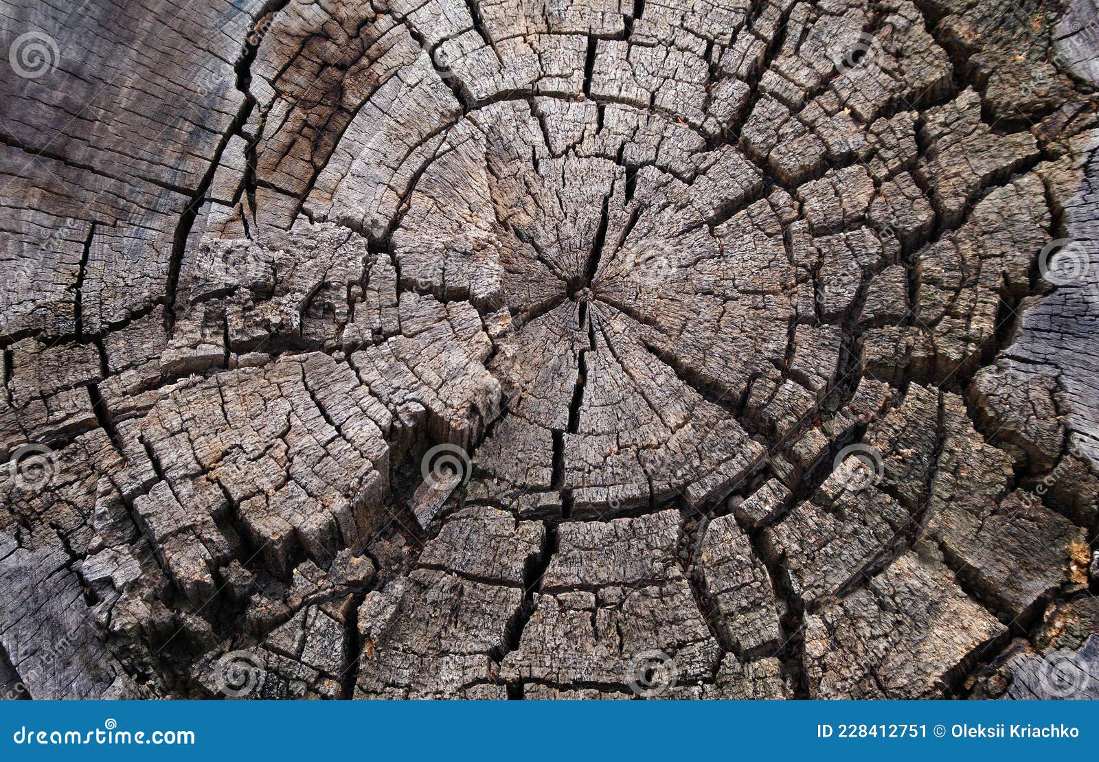 Old Tree Stump Texture Background. Stock Image - Image of poplar ...