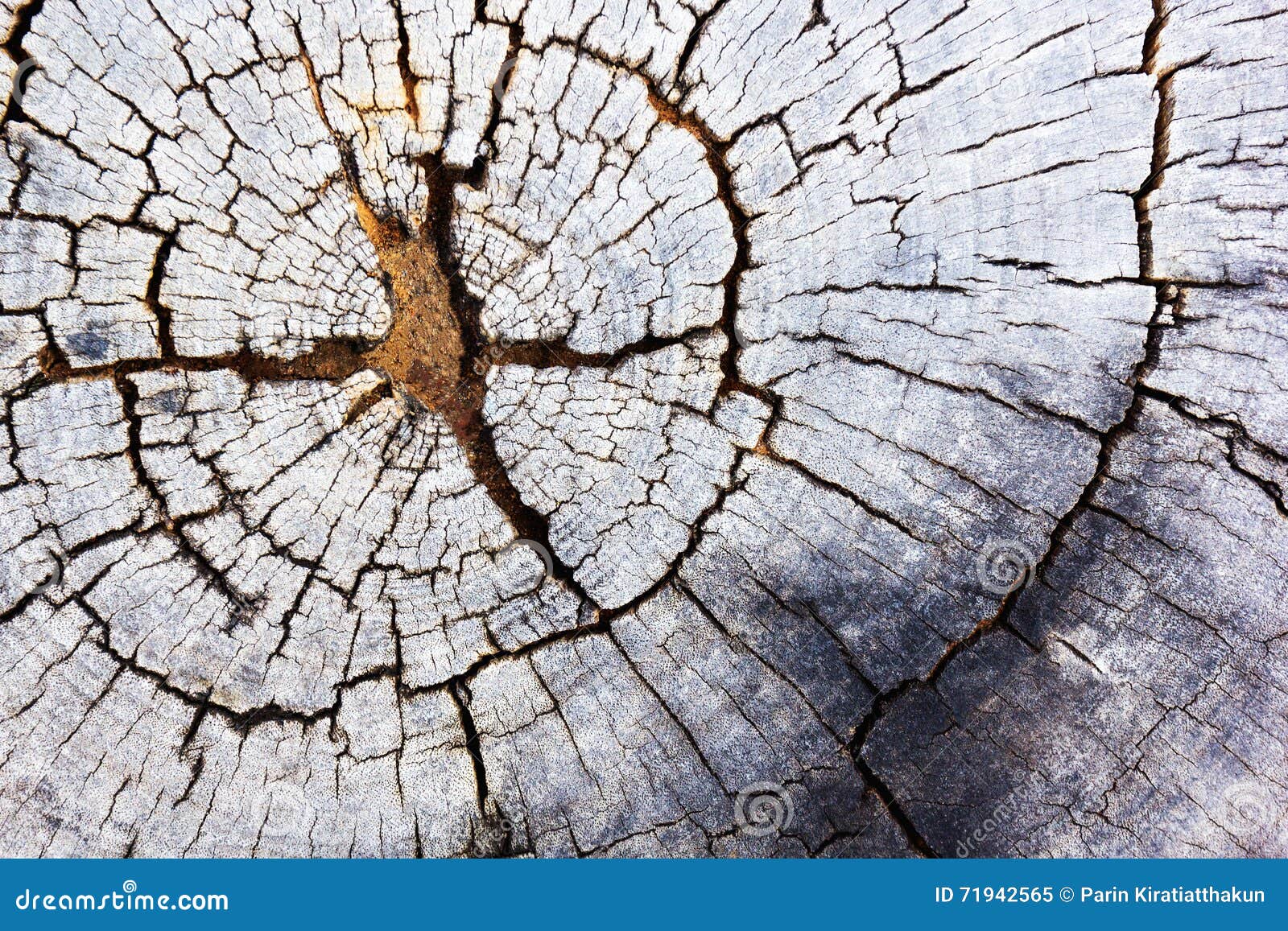 Old Tree Stump Texture Background Stock Image - Image of cross, grain ...