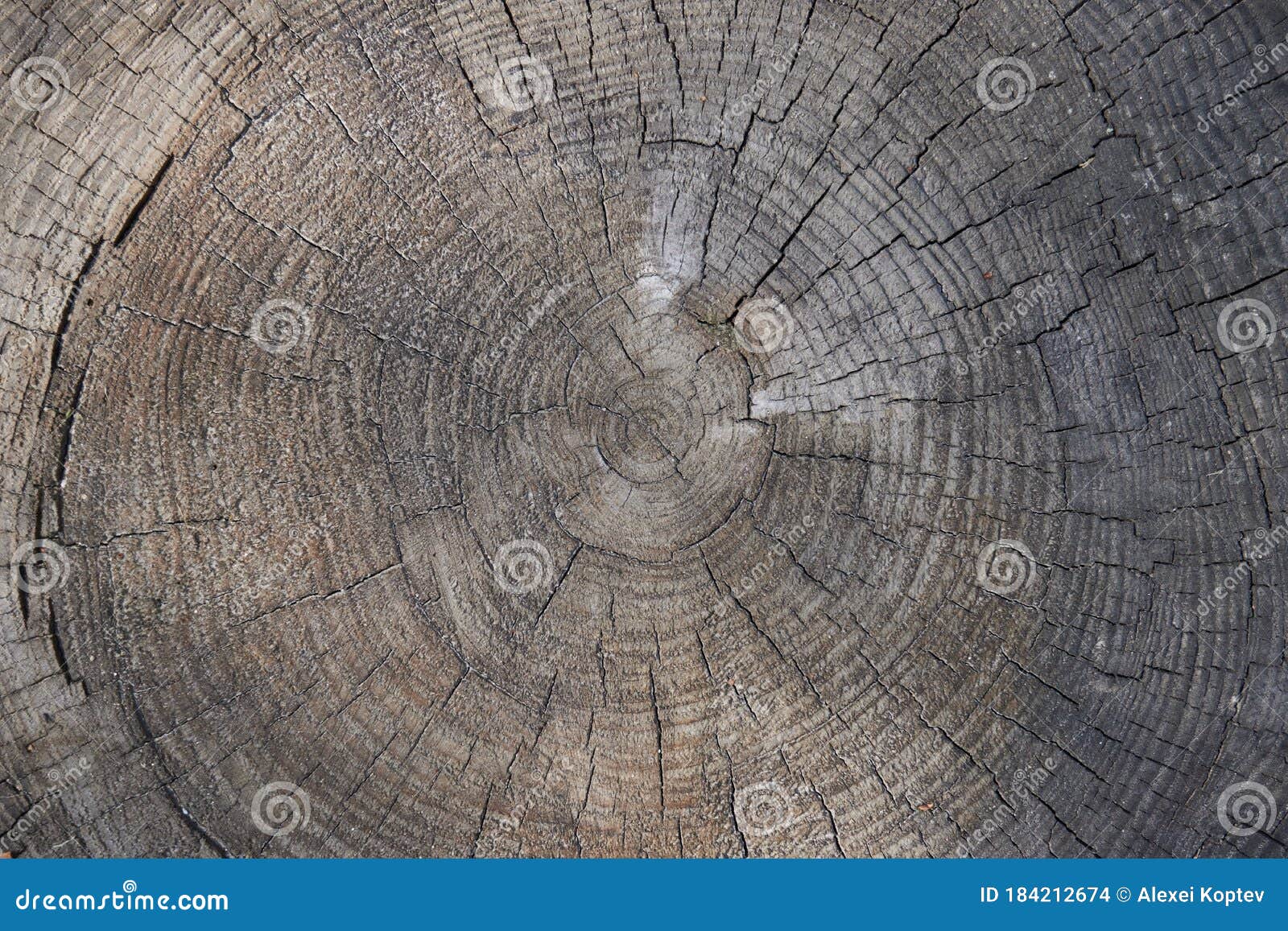 Old Tree Stump Texture Photo. Tree Stump Closeup View Texture. Tree ...