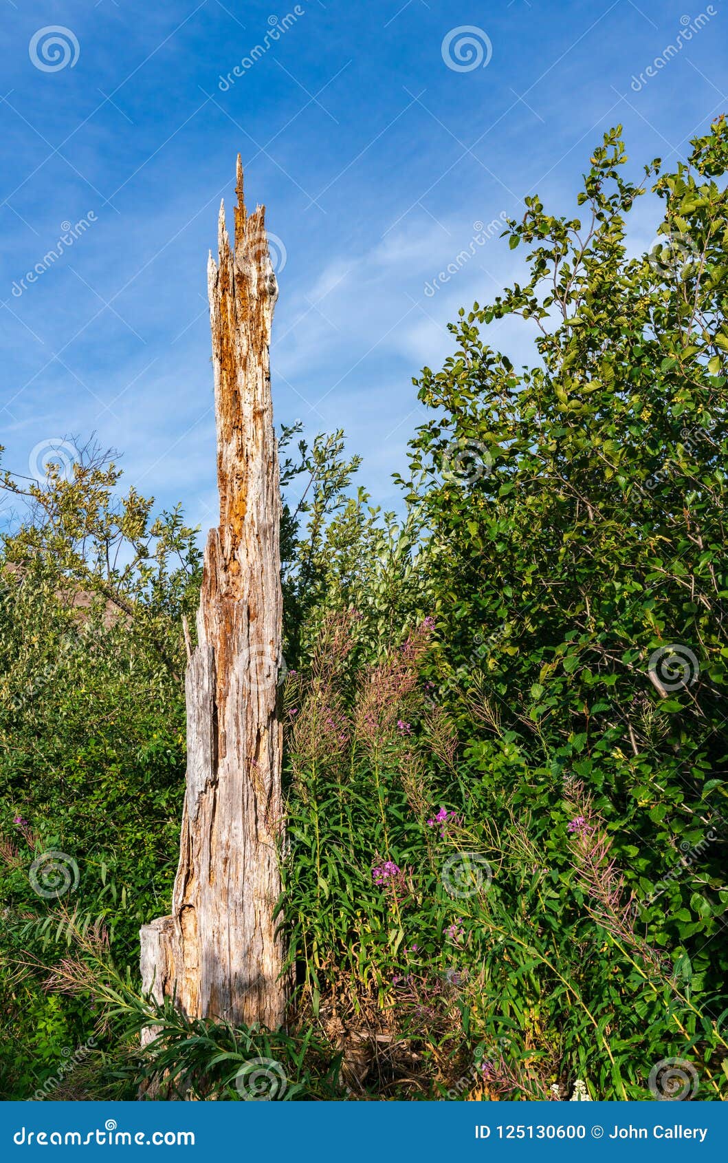 Old Tree Stump stock photo. Image of woods, leaf, pine - 125130600