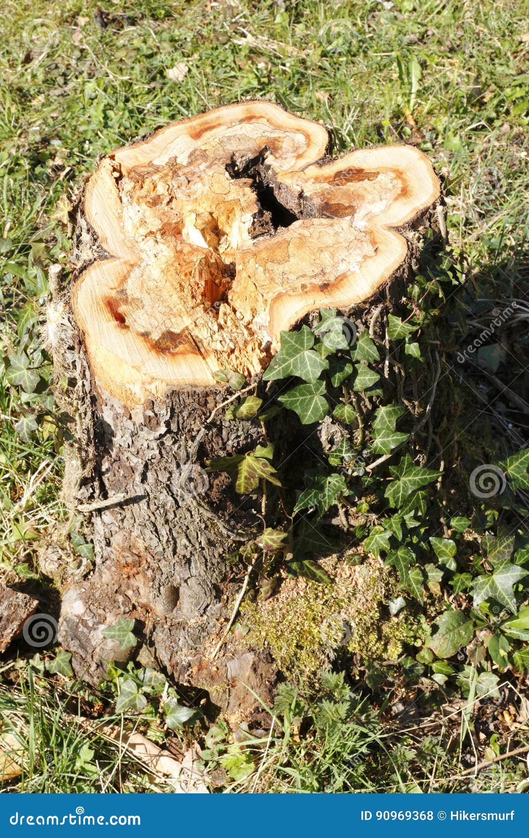 An Old Tree Stump Trunk of an Apple Tree Tree Stock Photo - Image of ...