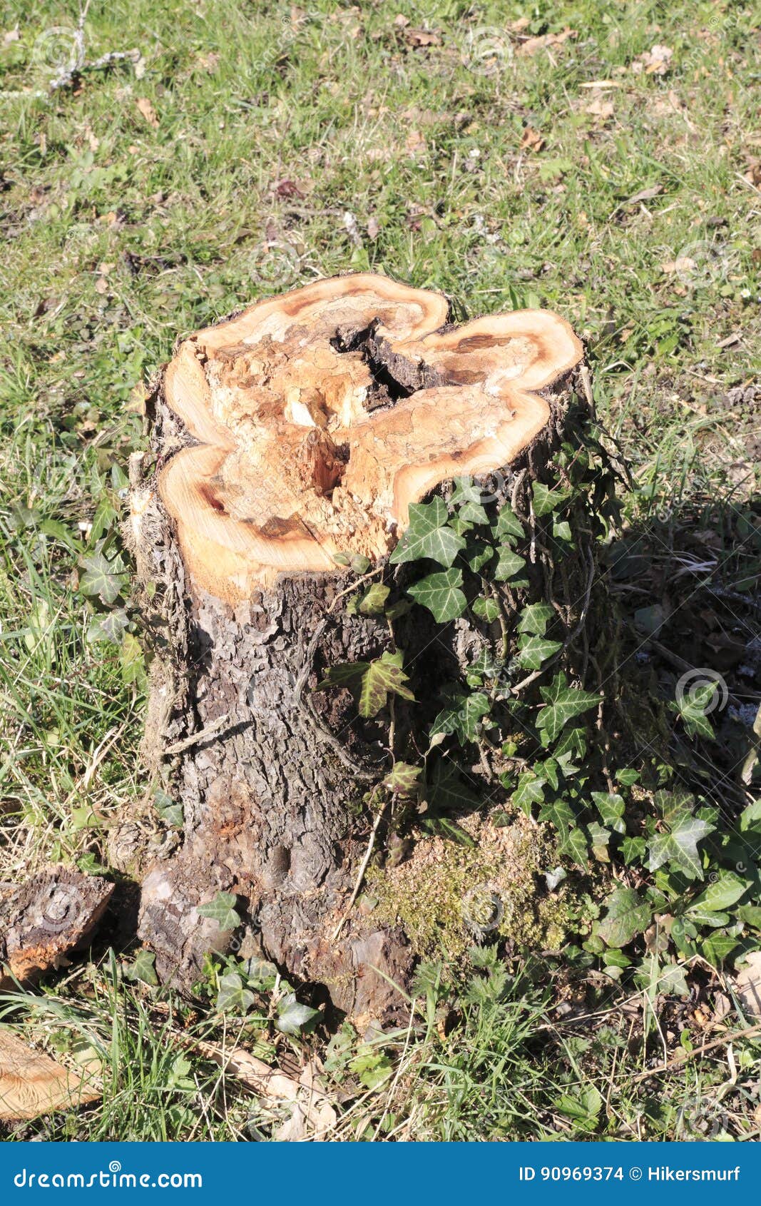 An Old Tree Stump Trunk of an Apple Tree Tree Stock Photo - Image of ...