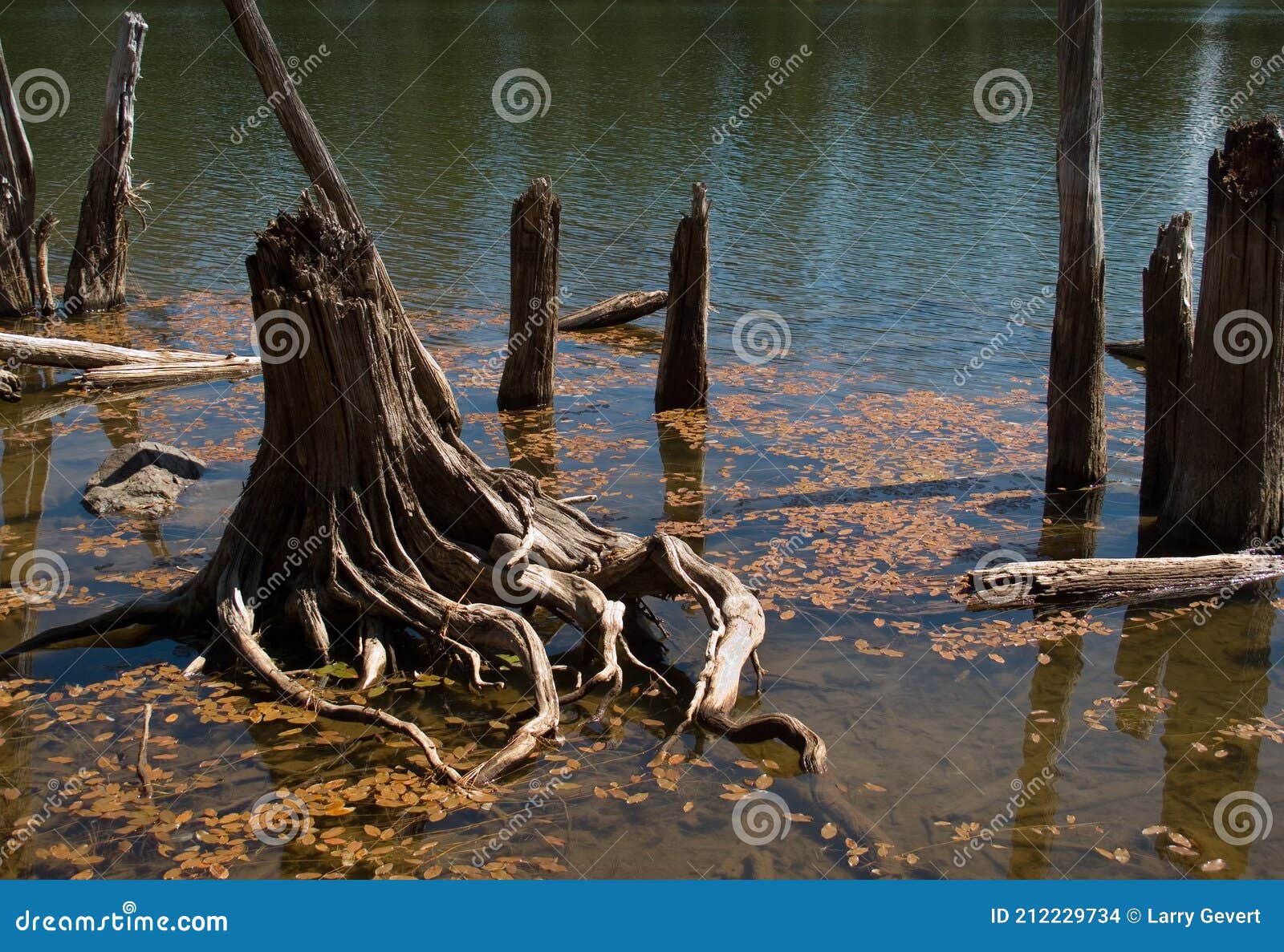 Old Tree Stump in the Water Stock Photo - Image of colorful, deciduous ...