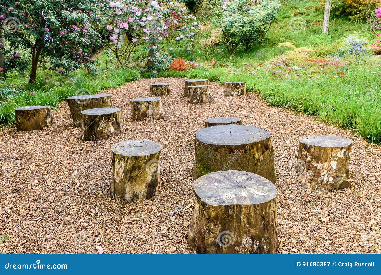 Old tree stumps stock image. Image of grass, wooden, stub - 91686387