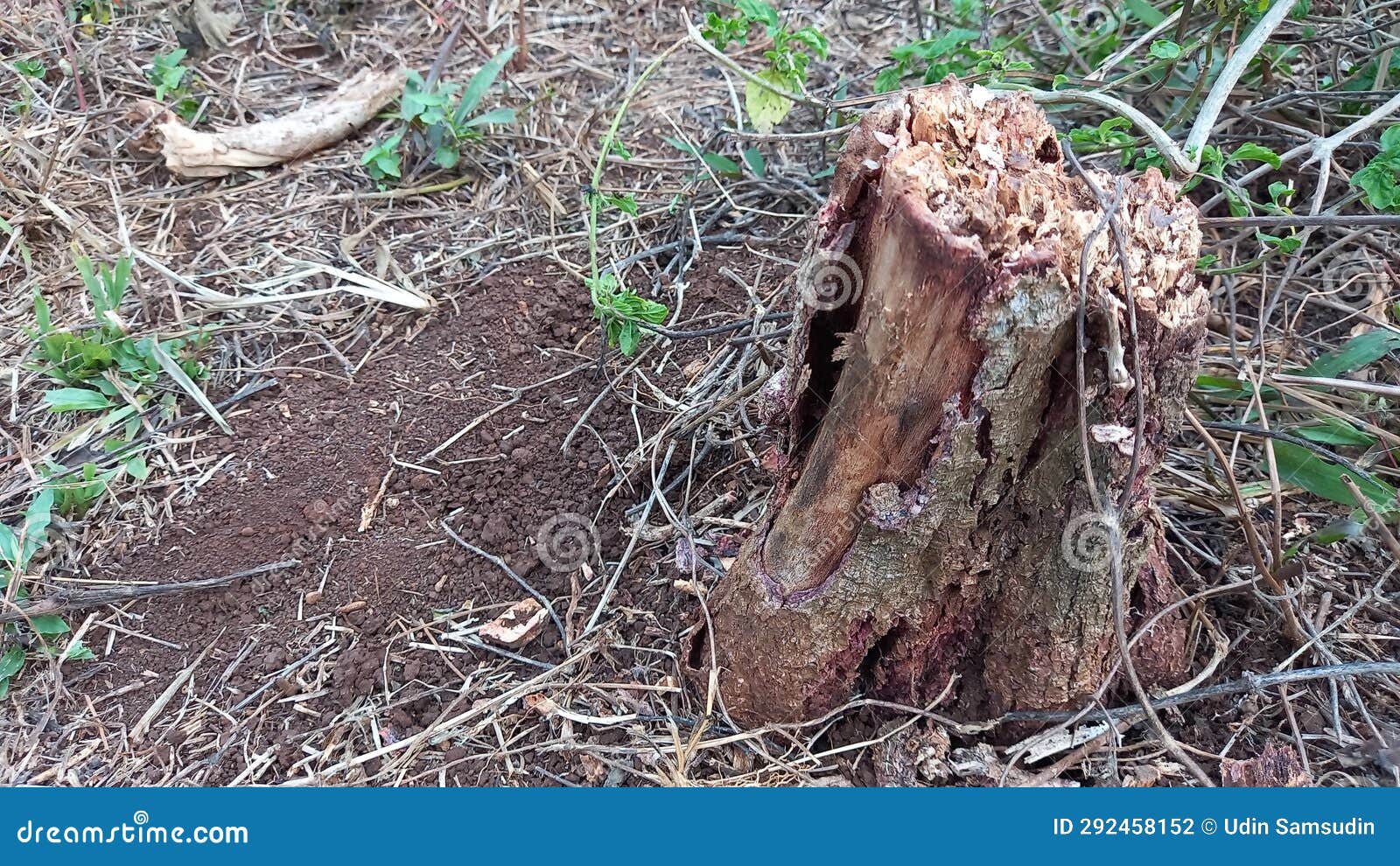 Old Tree Stumps are Rotting, Manually Cut Stock Photo - Image of ...