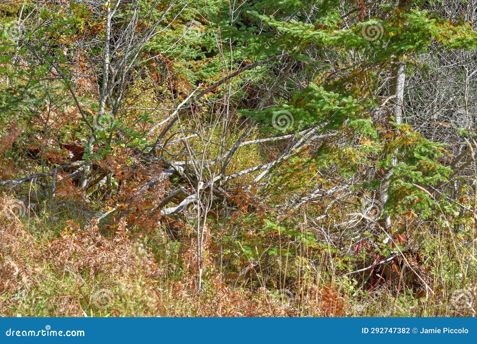 Old Tree in Summer Dead with Grass Stock Photo - Image of dead, grass ...