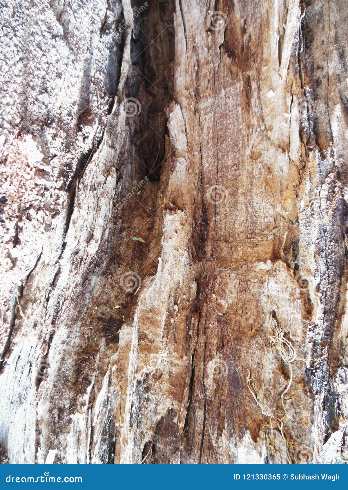 Tree Surface stock image. Image of naturel, tree, surface - 121330365