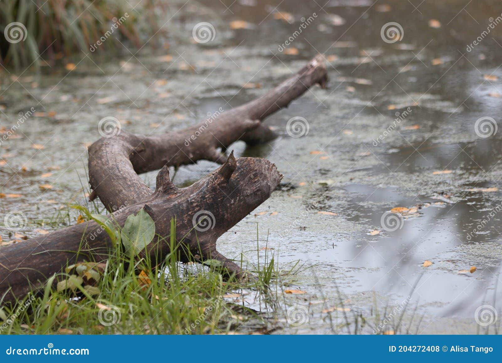 An old tree in a swamp stock photo. Image of forest - 204272408