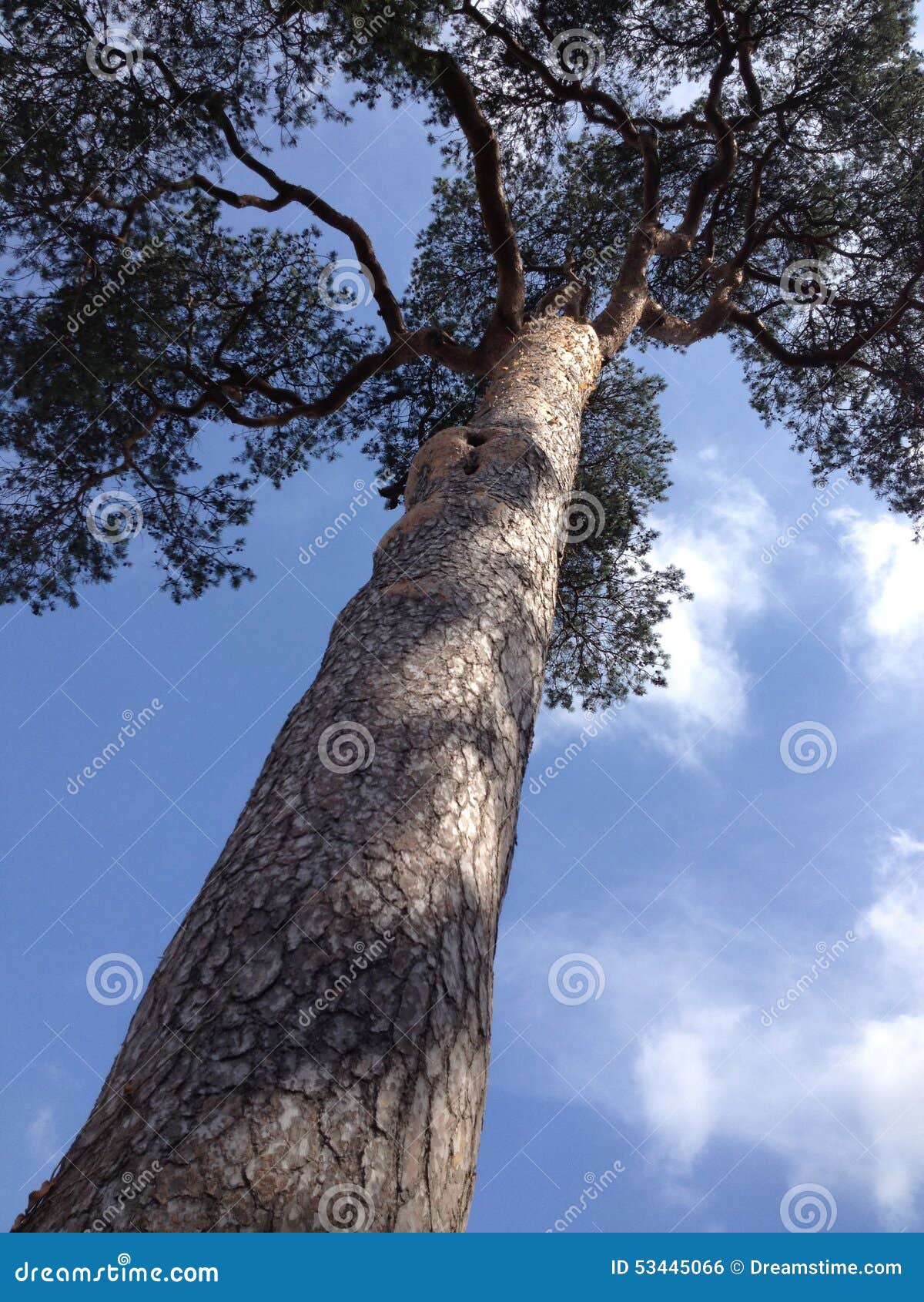 Old tree stock photo. Image of warwick, castle, forest - 53445066