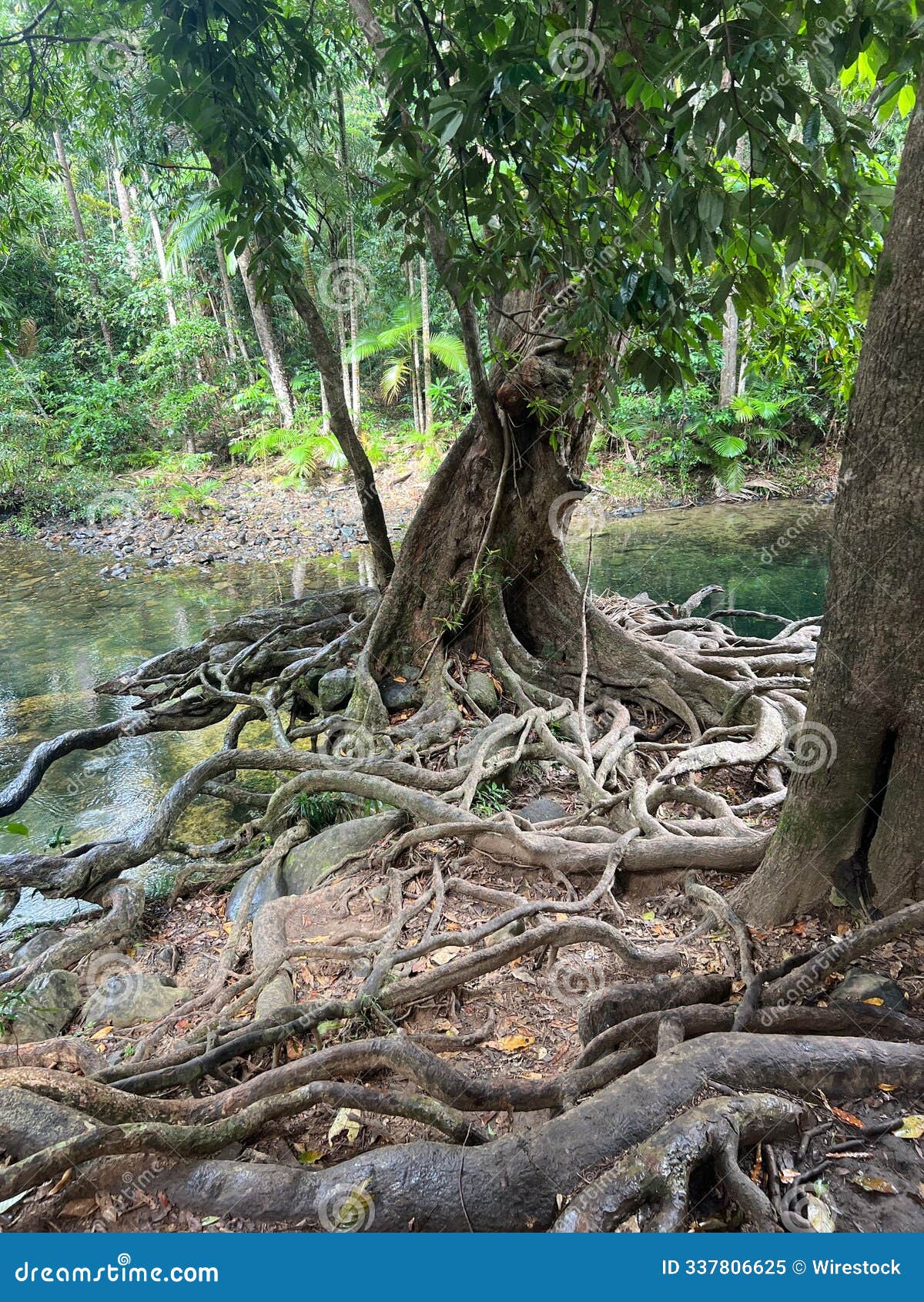 Tangled Roots Royalty-Free Stock Image | CartoonDealer.com #123609250