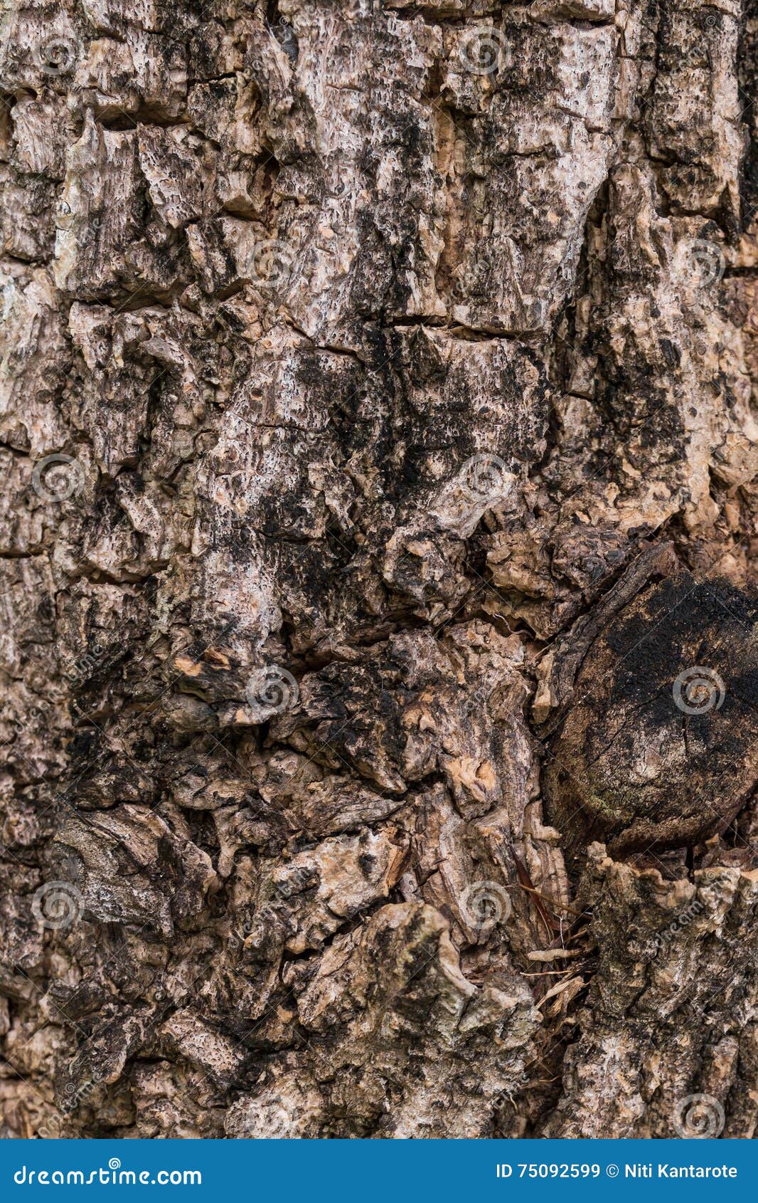Old tree texture stock image. Image of rough, design - 75092599