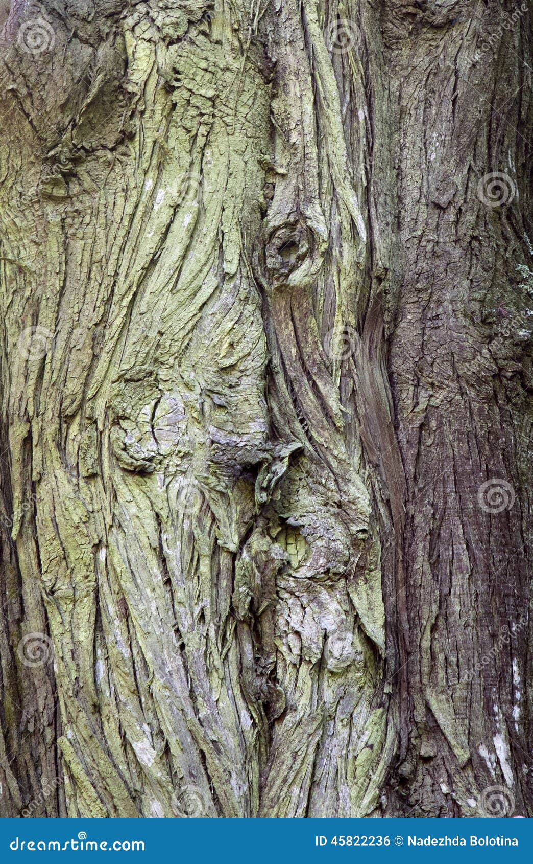 Old tree stock photo. Image of bark, outdoors, gray, texture - 45822236