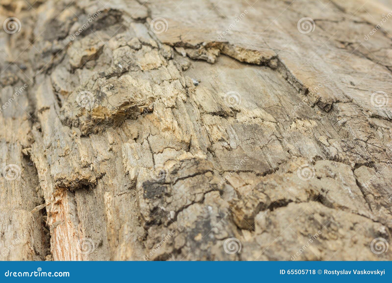 Old tree texture stock photo. Image of pattern, rough - 65505718
