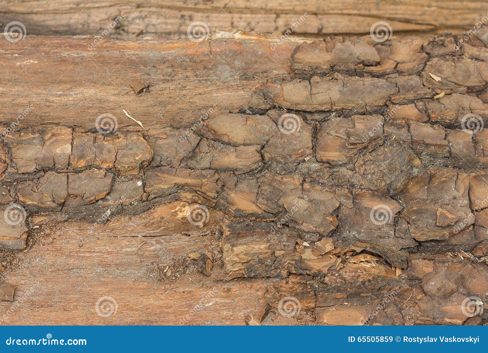 Old tree texture stock image. Image of environment, natural - 65505859