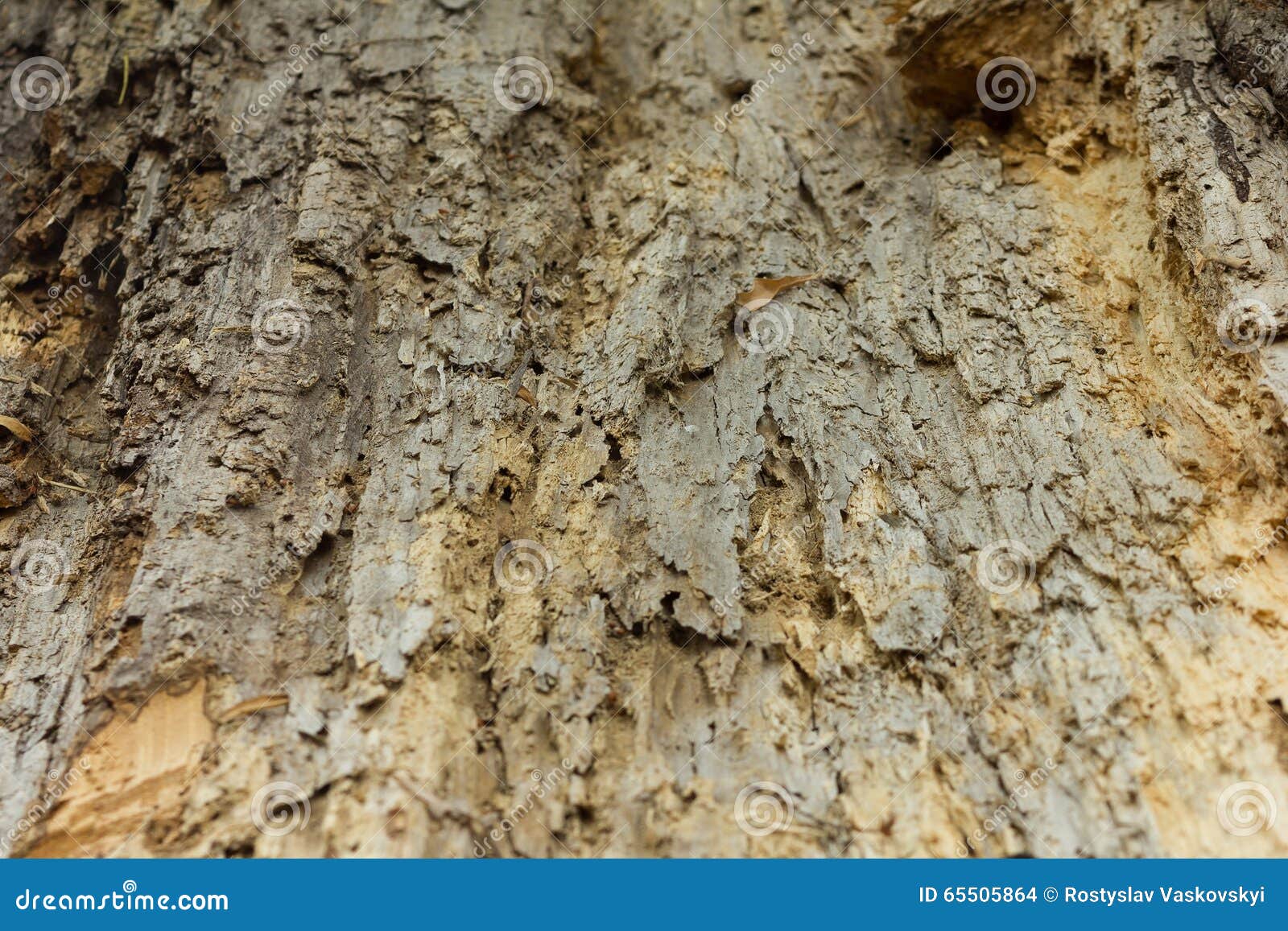 Old tree texture stock photo. Image of bark, spike, closeup - 65505864