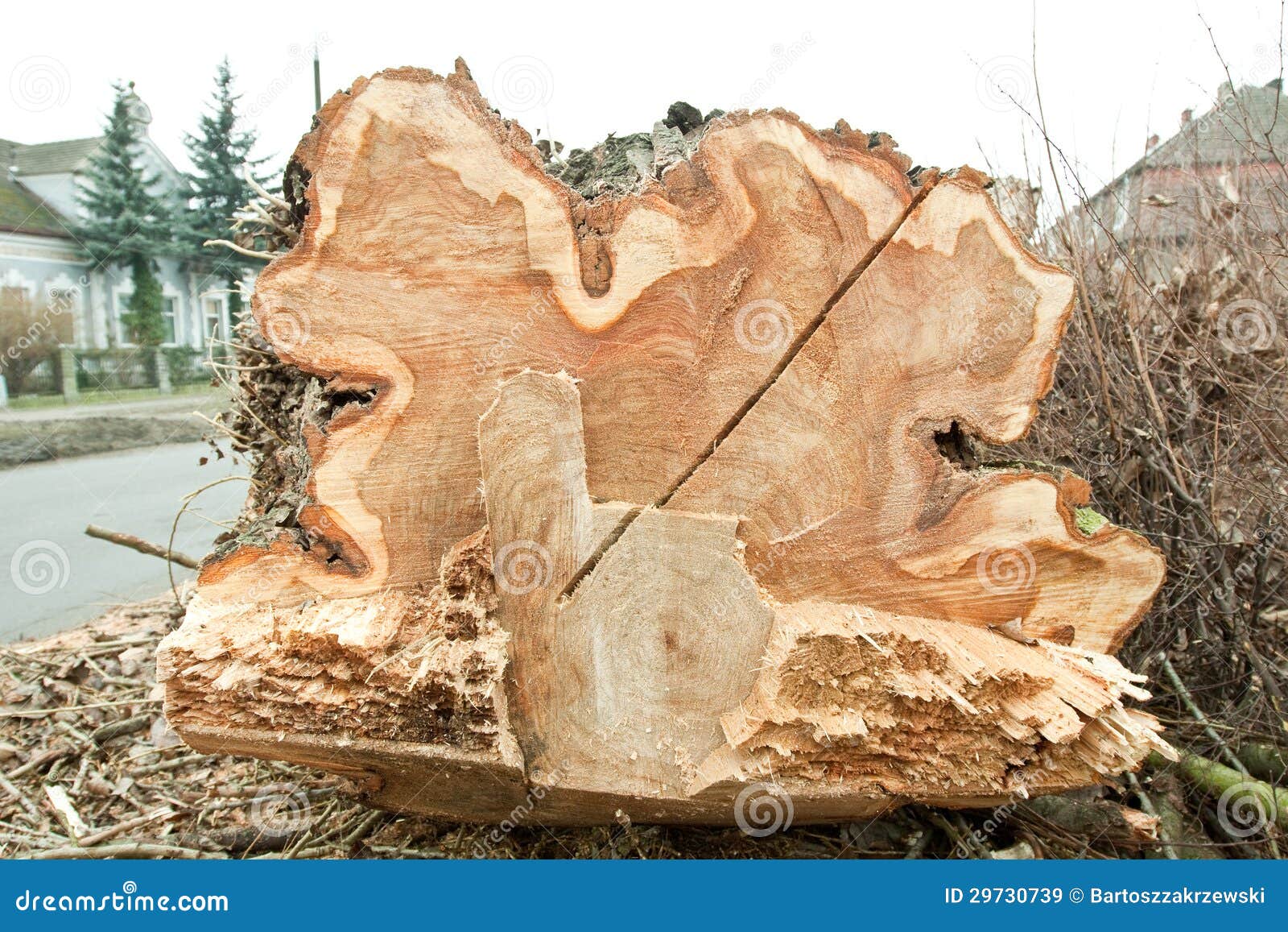 Old cut tree stock image. Image of nature, grain, decorative - 29730739