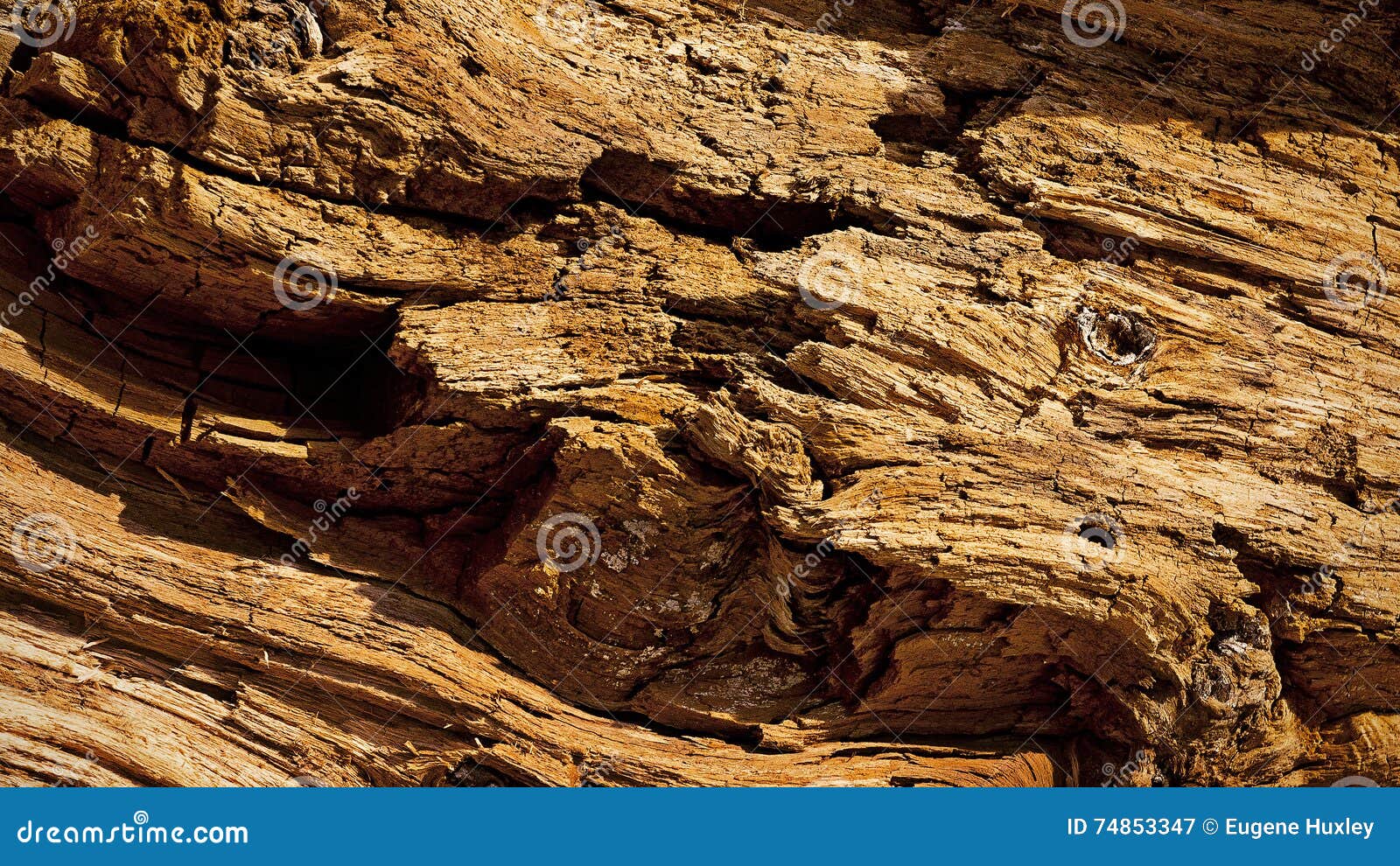 Old tree texture stock image. Image of park, warm, details - 74853347