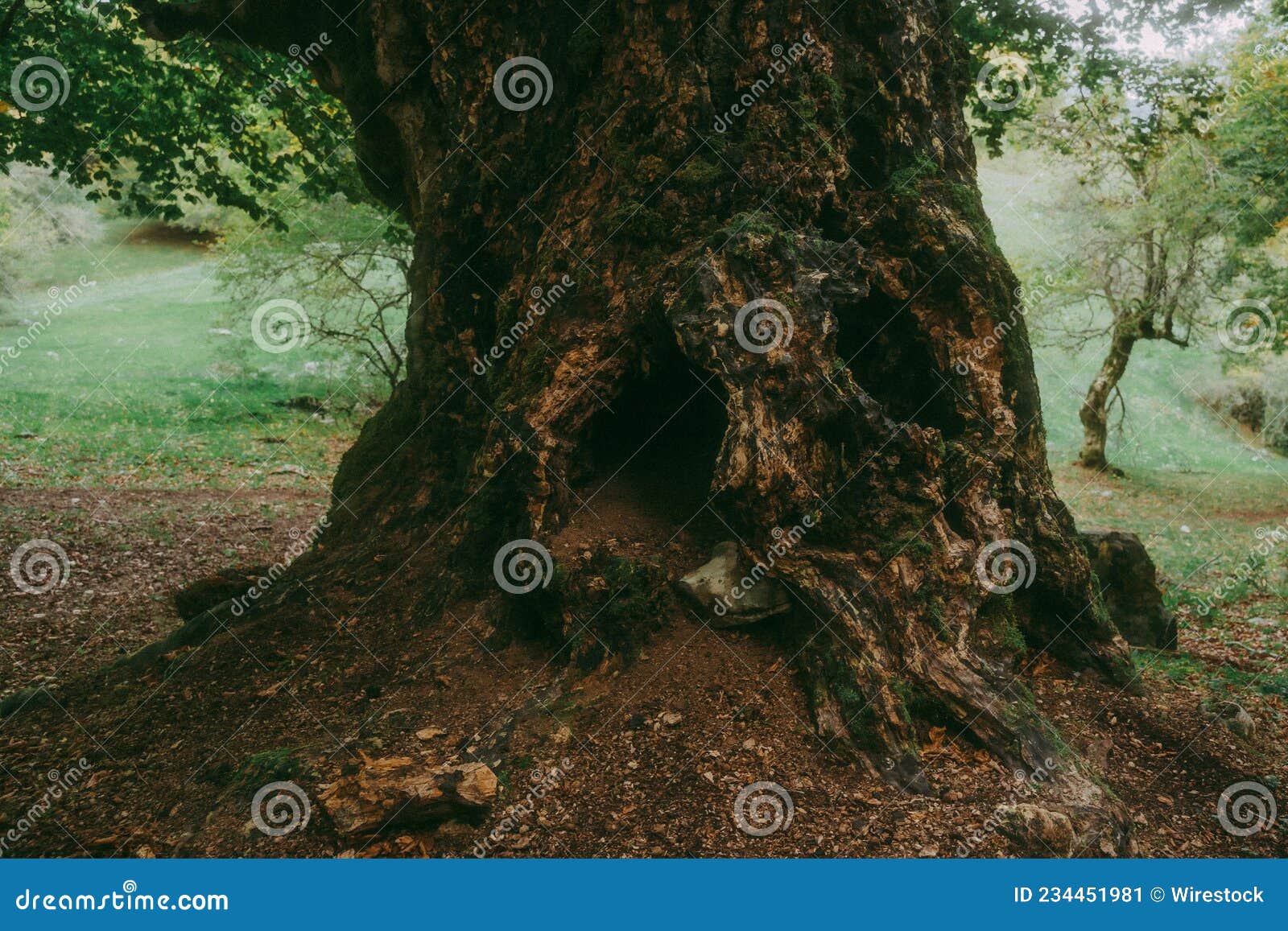 The Thick Trunk Of A Green Natural Natural Terrible Terrible Horisia ...