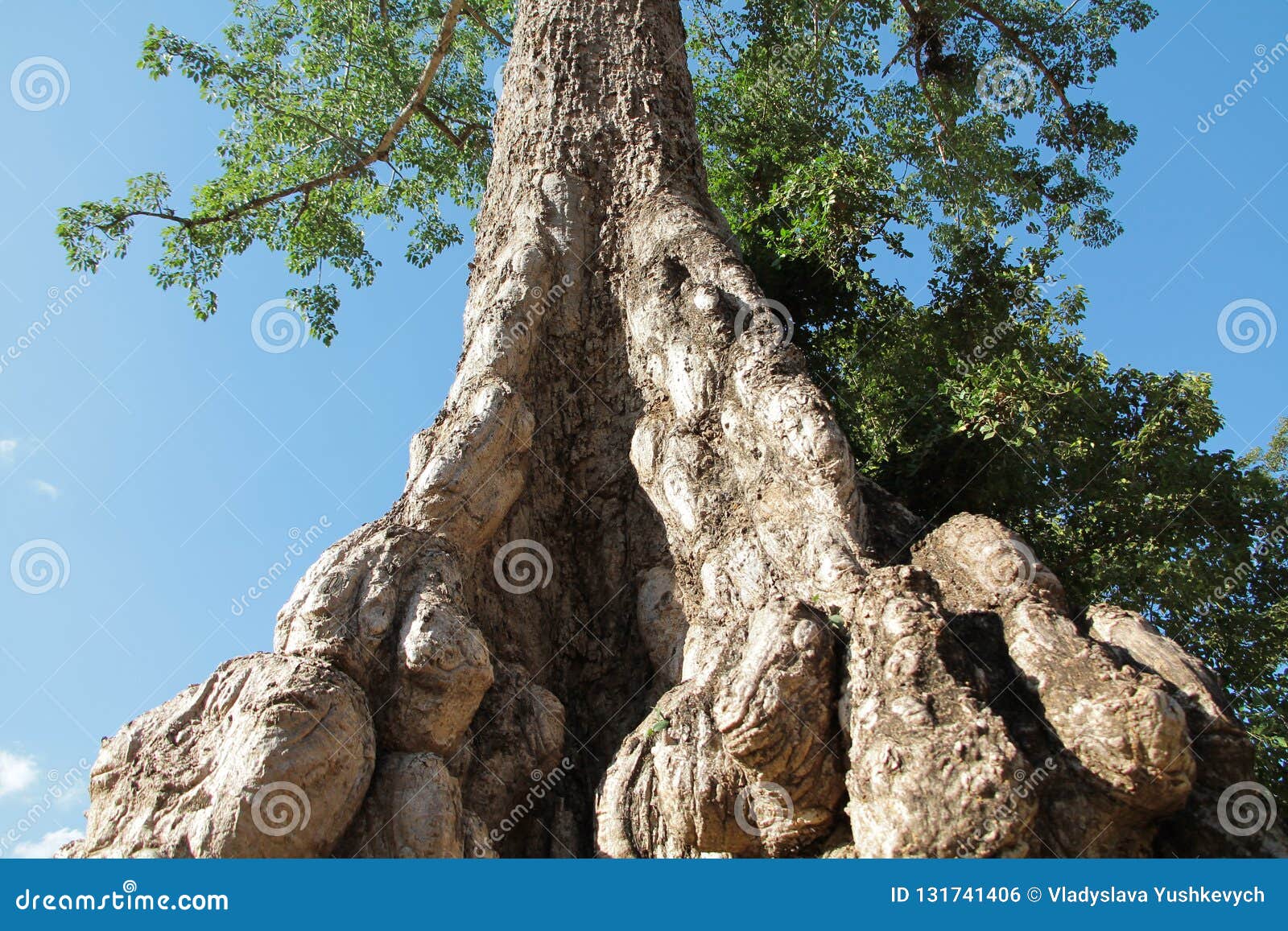Old Tree with a Thick Trunk. Stock Photo - Image of leaves, nature ...