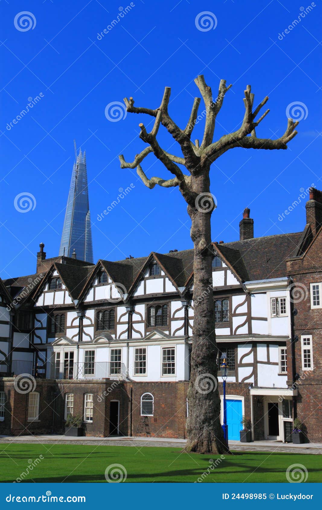 Old Tree in Tower of London Stock Image - Image of pruned, blue: 24498985