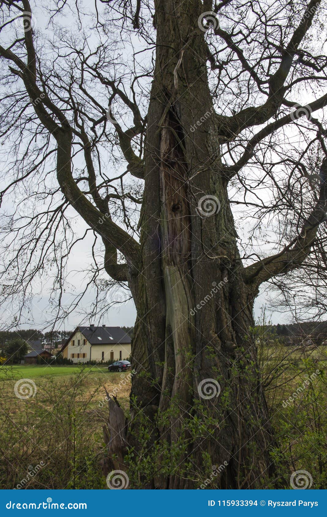 Old Tree with a Trace of Lightning Stock Photo - Image of bark, tree ...