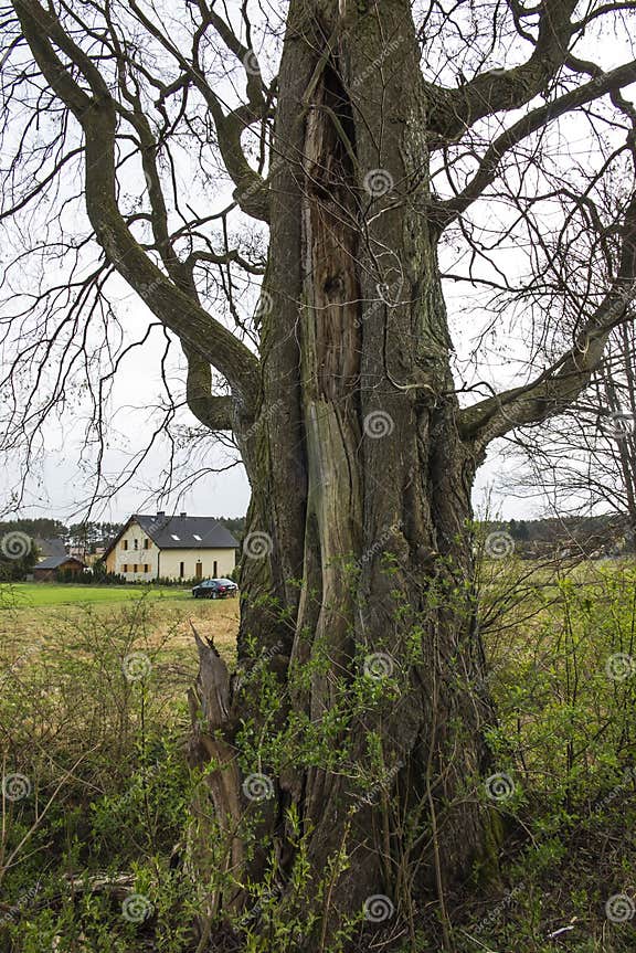 Old Tree with a Trace of Lightning Stock Image - Image of bark, tree ...