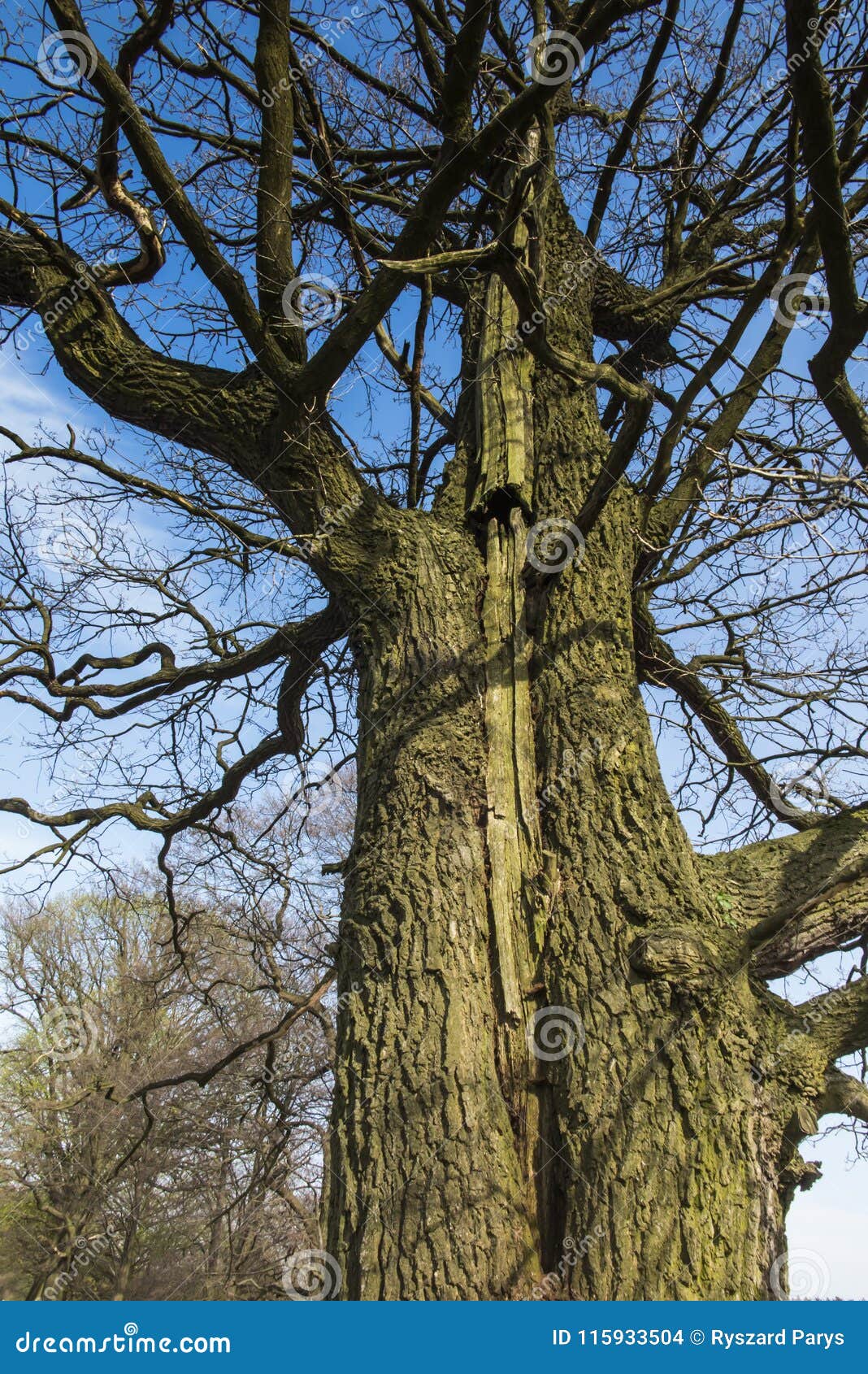 Old Tree with a Trace of Lightning Stock Photo - Image of lake, bark ...