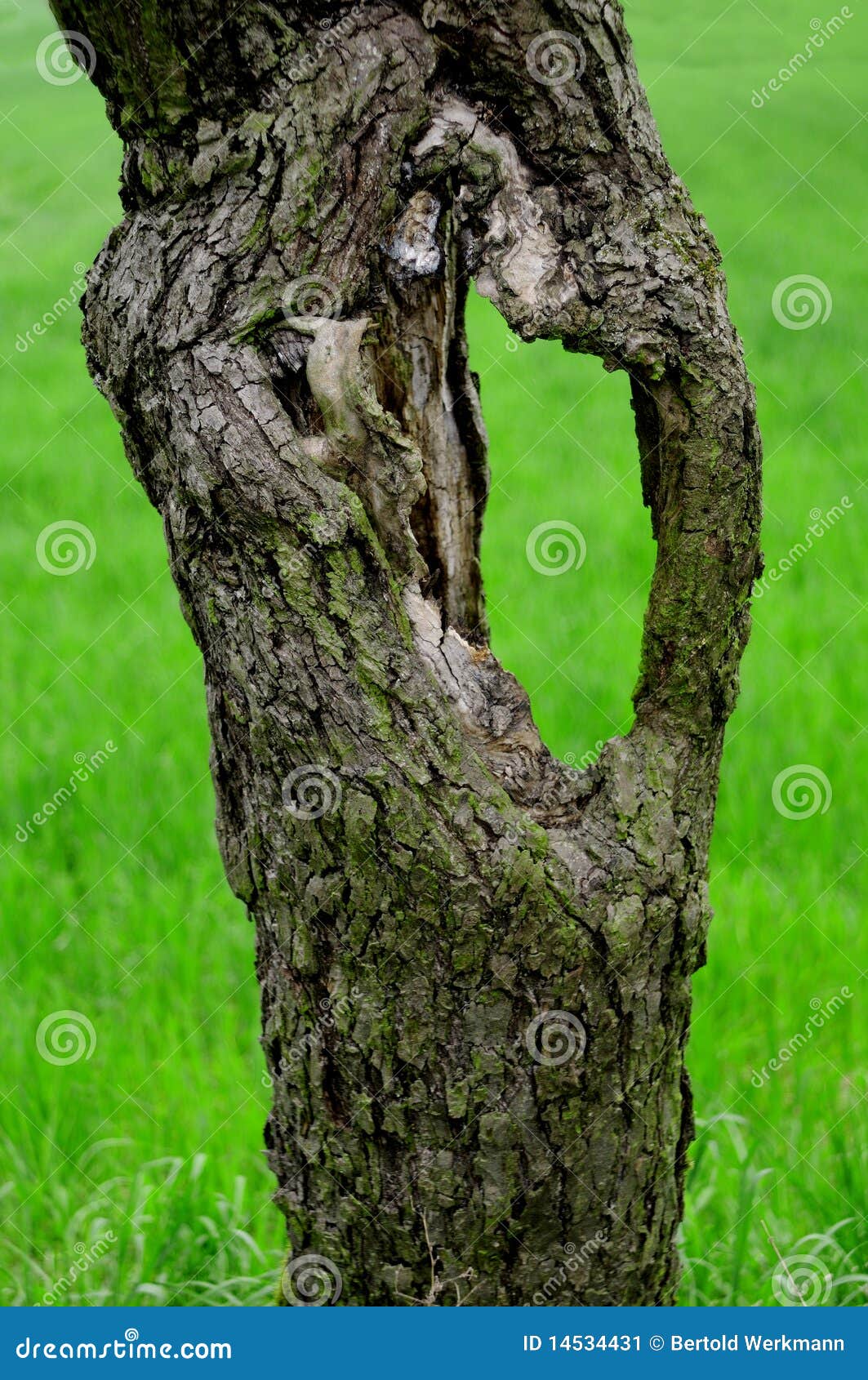 Old tree trunk stock image. Image of weathered, texture - 14534431