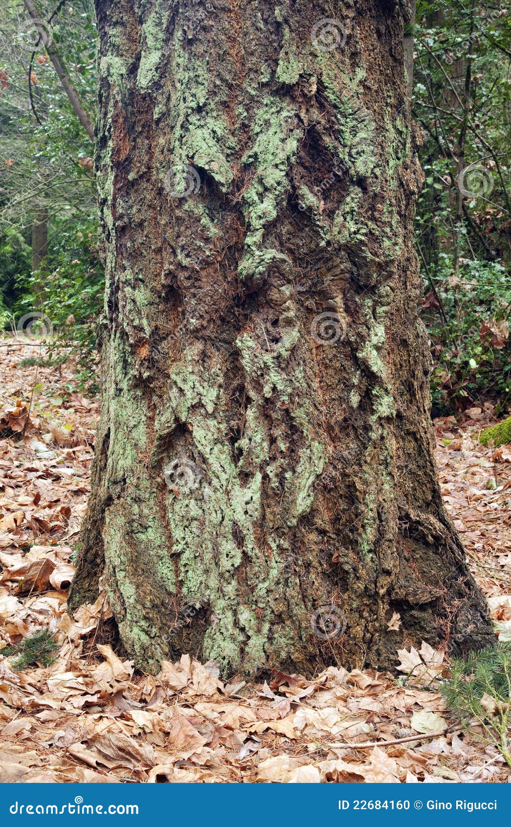 An old tree trunk. stock photo. Image of tree, season - 22684160