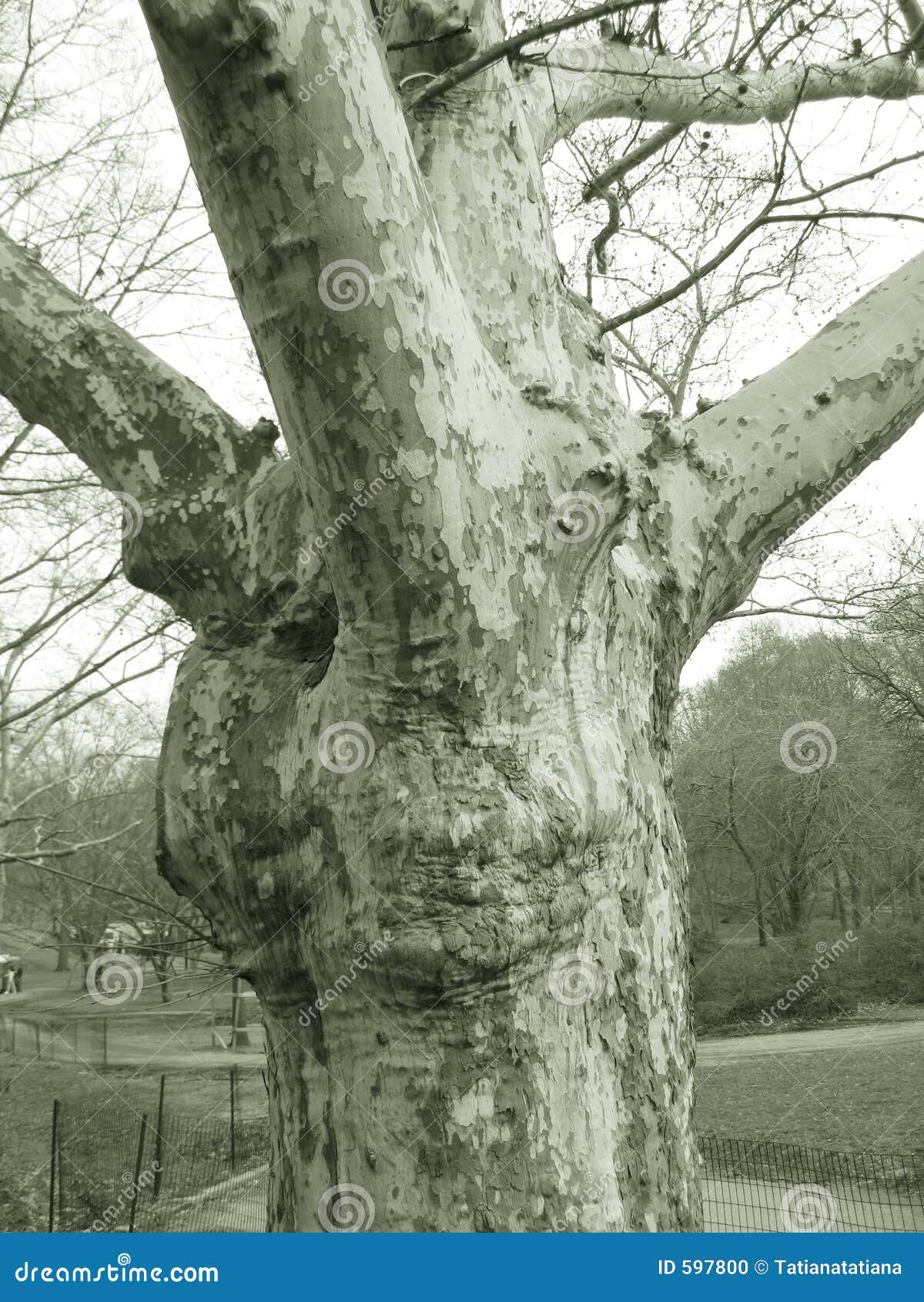 Old tree trunk stock photo. Image of bark, branches, bole - 597800